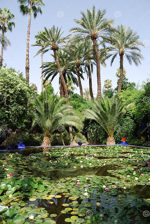 Palm Trees at Pond stock photo. Image of frond, nature - 15588760