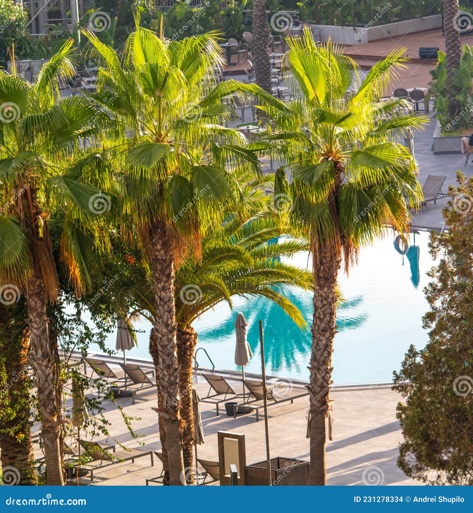 Palm trees by the pool. stock photo. Image of clear - 231278334