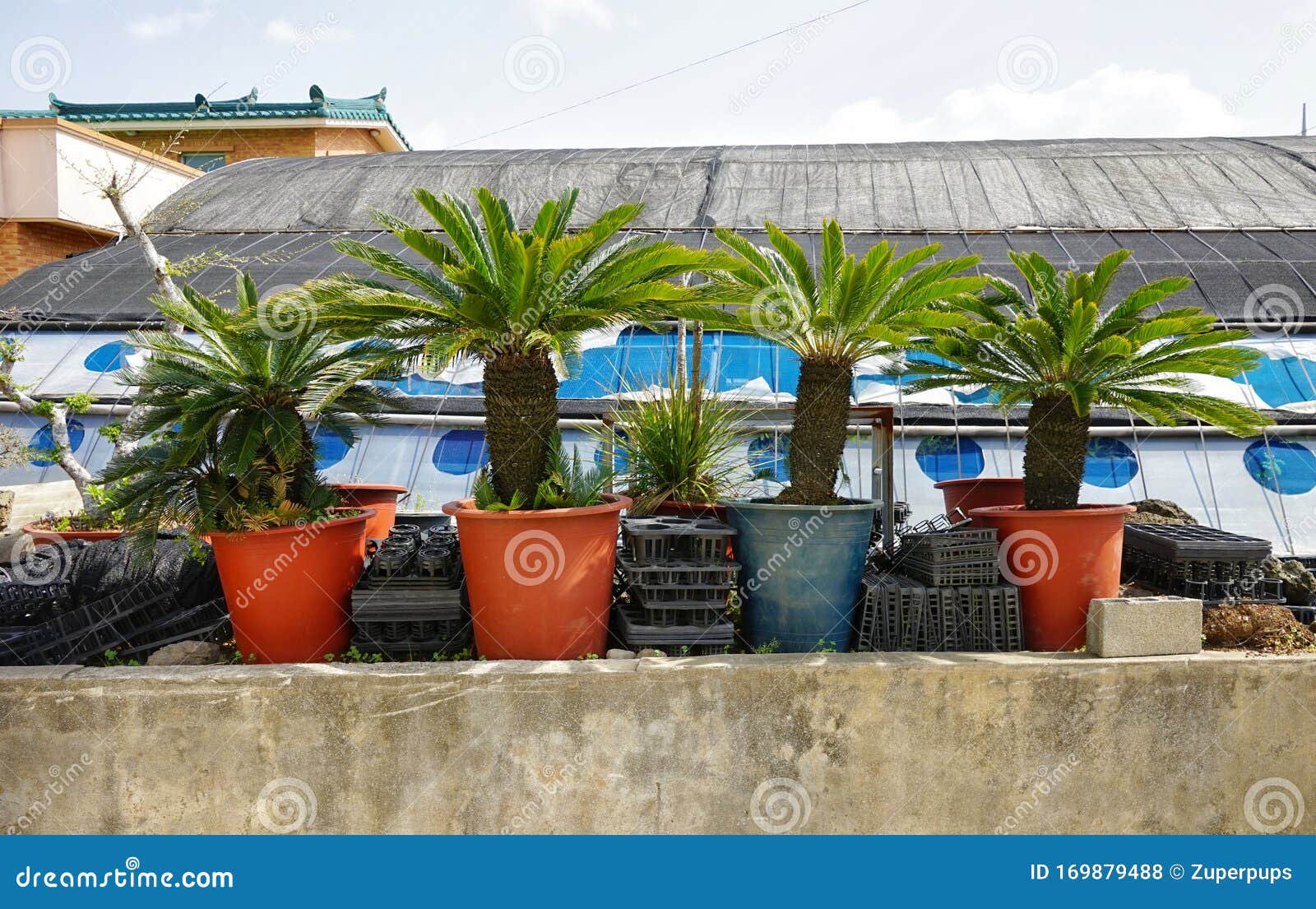 Palm trees in pots stock photo. Image of beautiful, leaf - 169879488