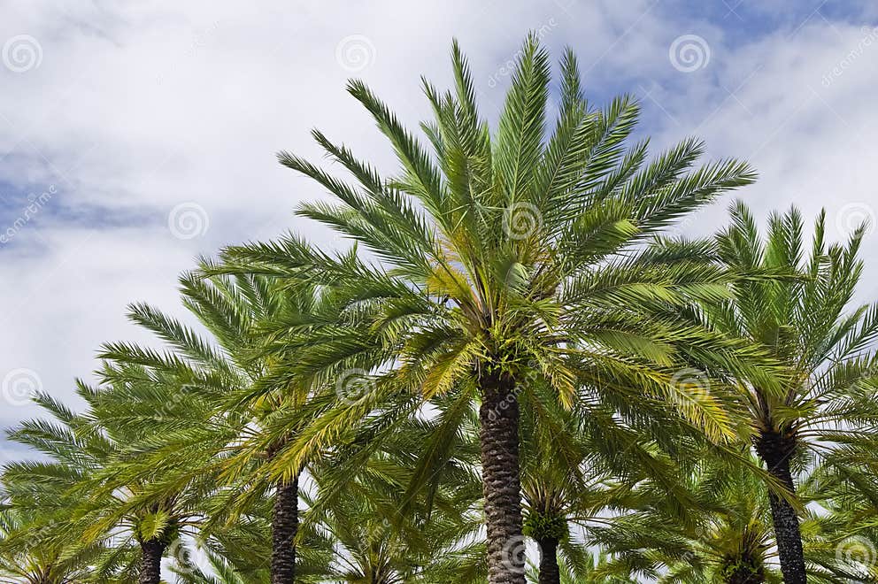 Palm Trees in Pyramid Shape Stock Image - Image of palm, outdoor: 5072649