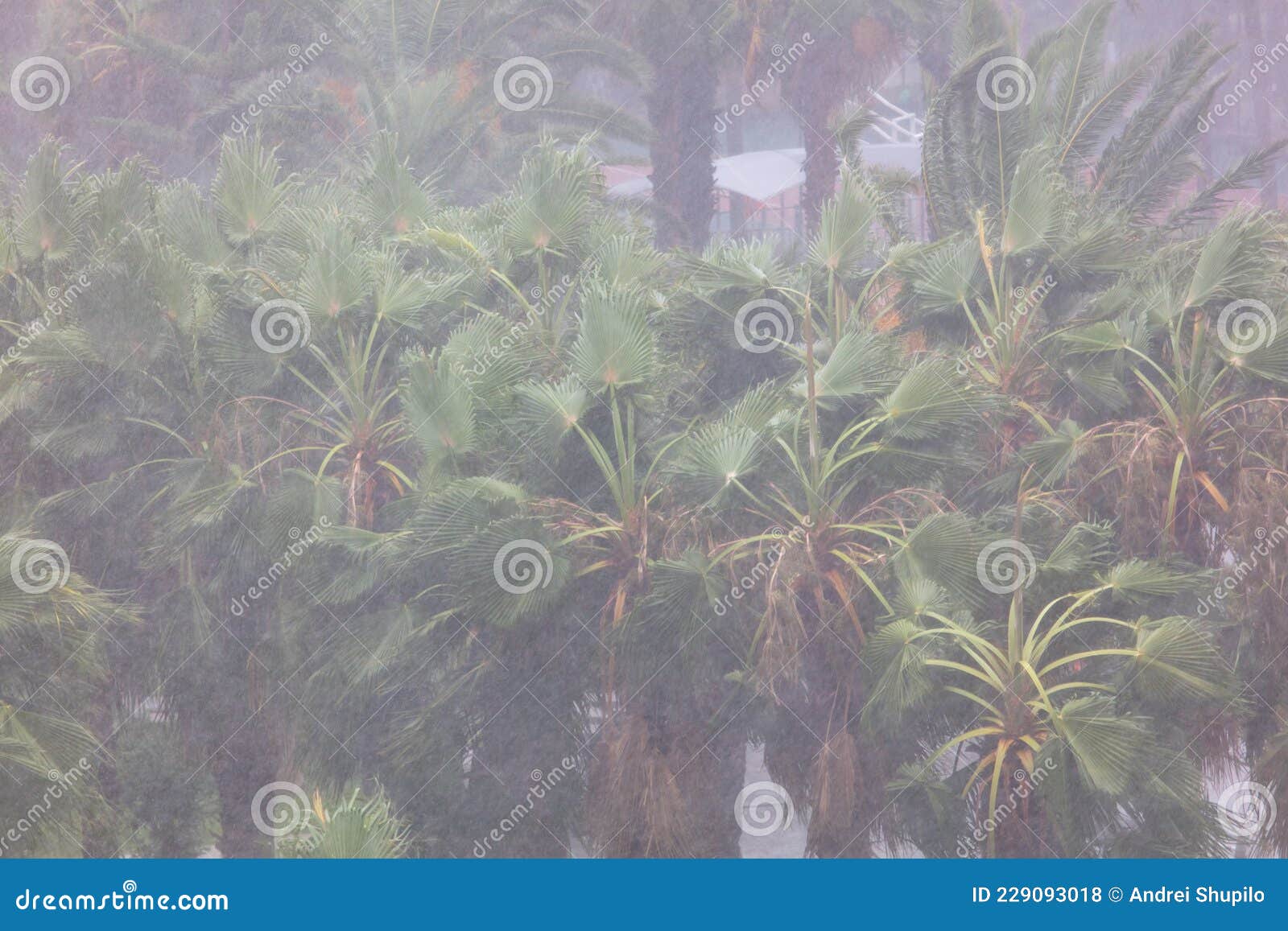Palm trees in rain water. stock photo. Image of summer - 229093018
