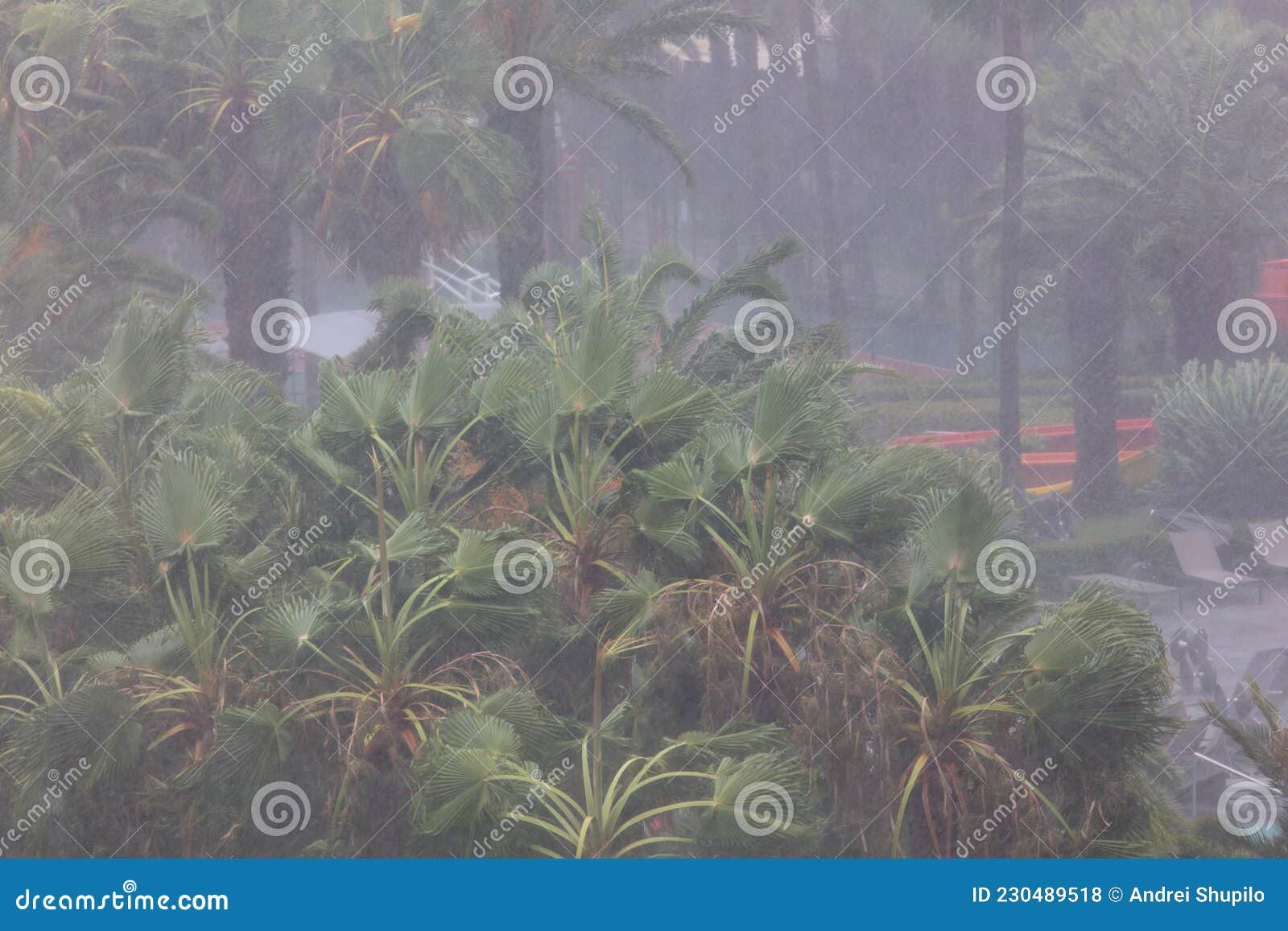 Palm trees in rain water. stock photo. Image of environment - 230489518