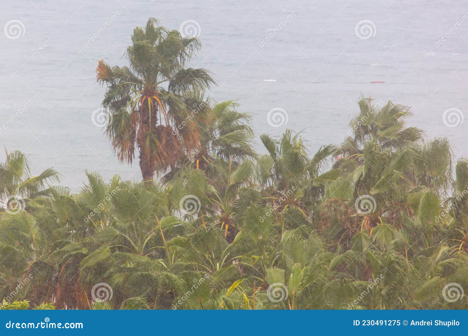 Palm trees in rain water. stock image. Image of island - 230491275