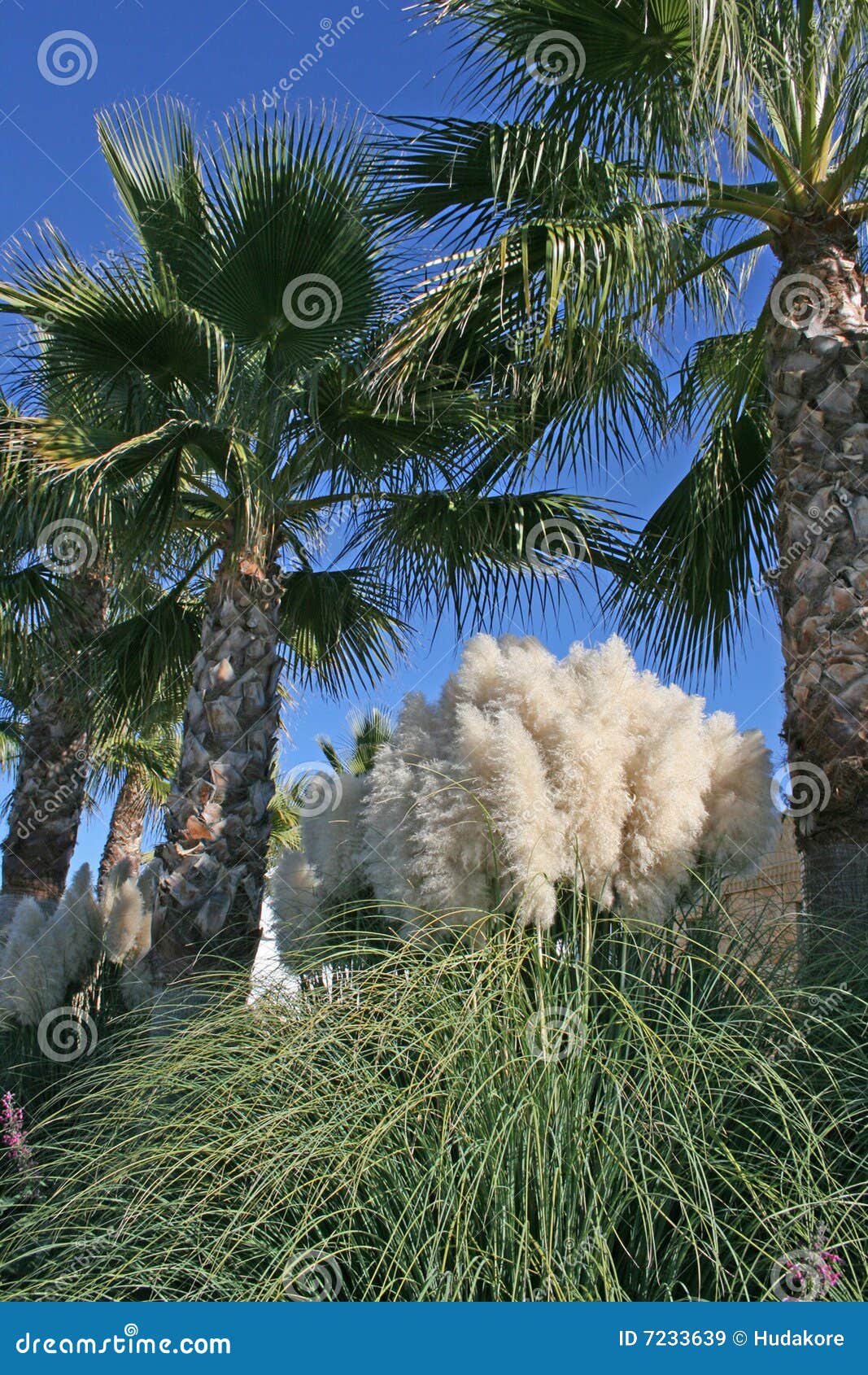 Palm Trees and Reeds stock image. Image of background - 7233639