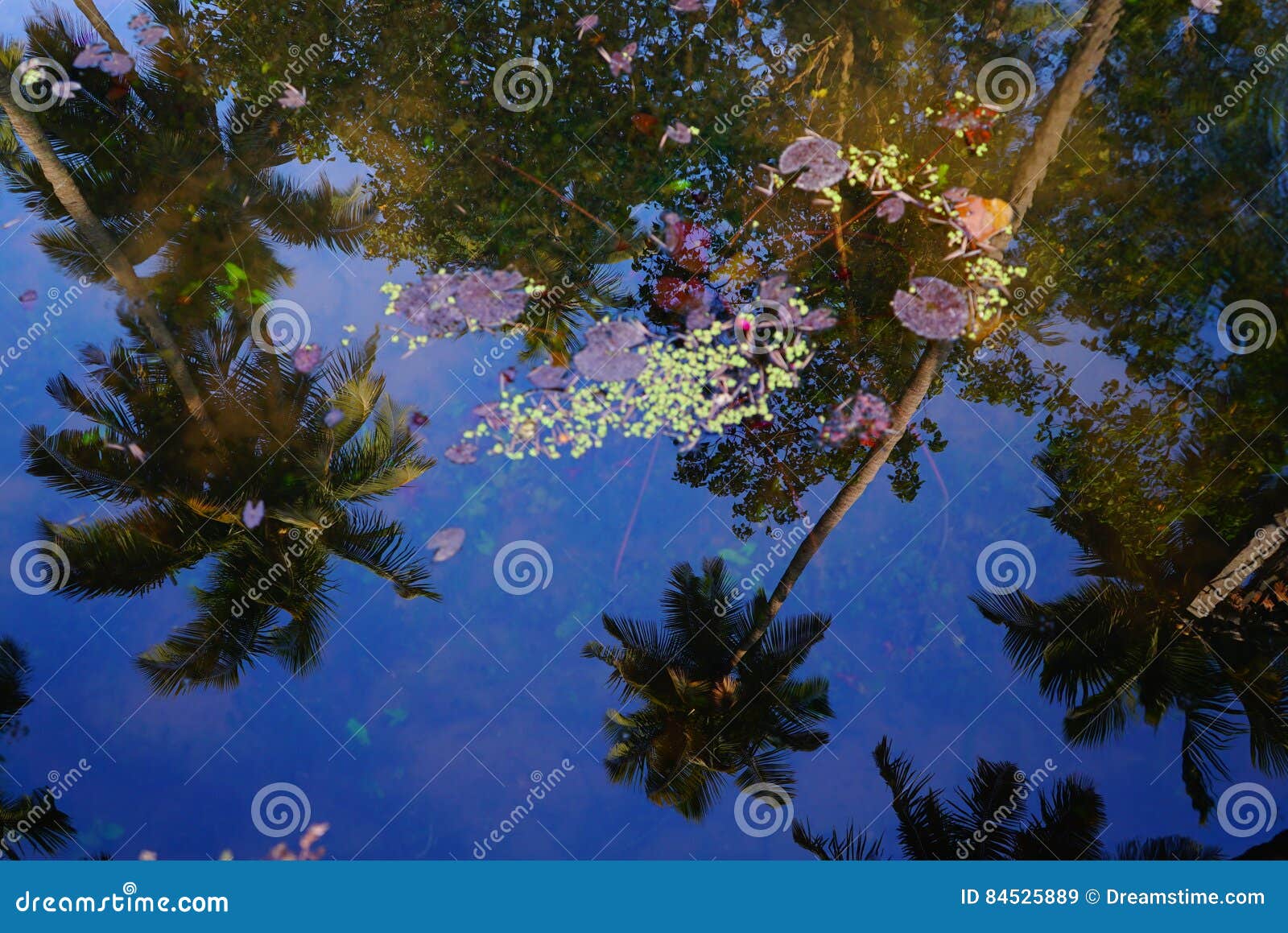 Palm Trees Reflection in the Water. Stock Image - Image of tropical ...