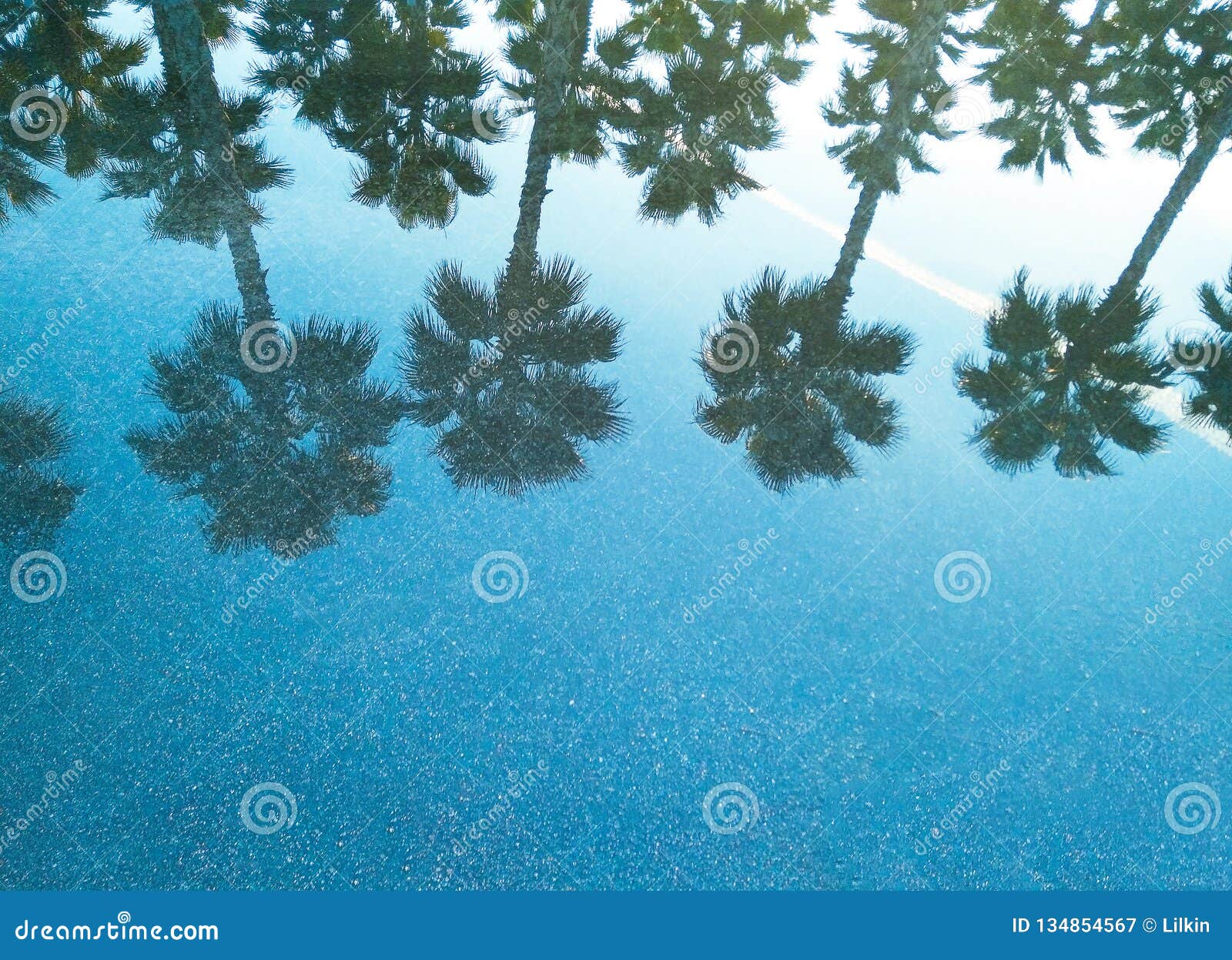 Palm Trees Reflection on Water Surface Stock Image - Image of outdoor ...