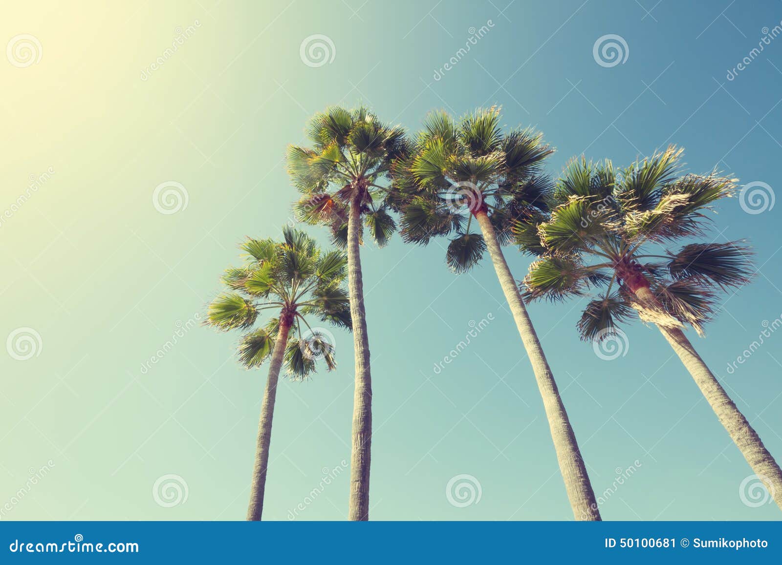 Palm Trees in Retro Style stock image. Image of outdoor - 50100681