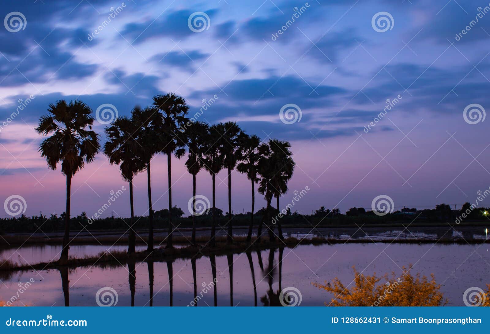Palm Trees at the Ridge Rice by Beautiful and Sunset Light. Stock Image ...