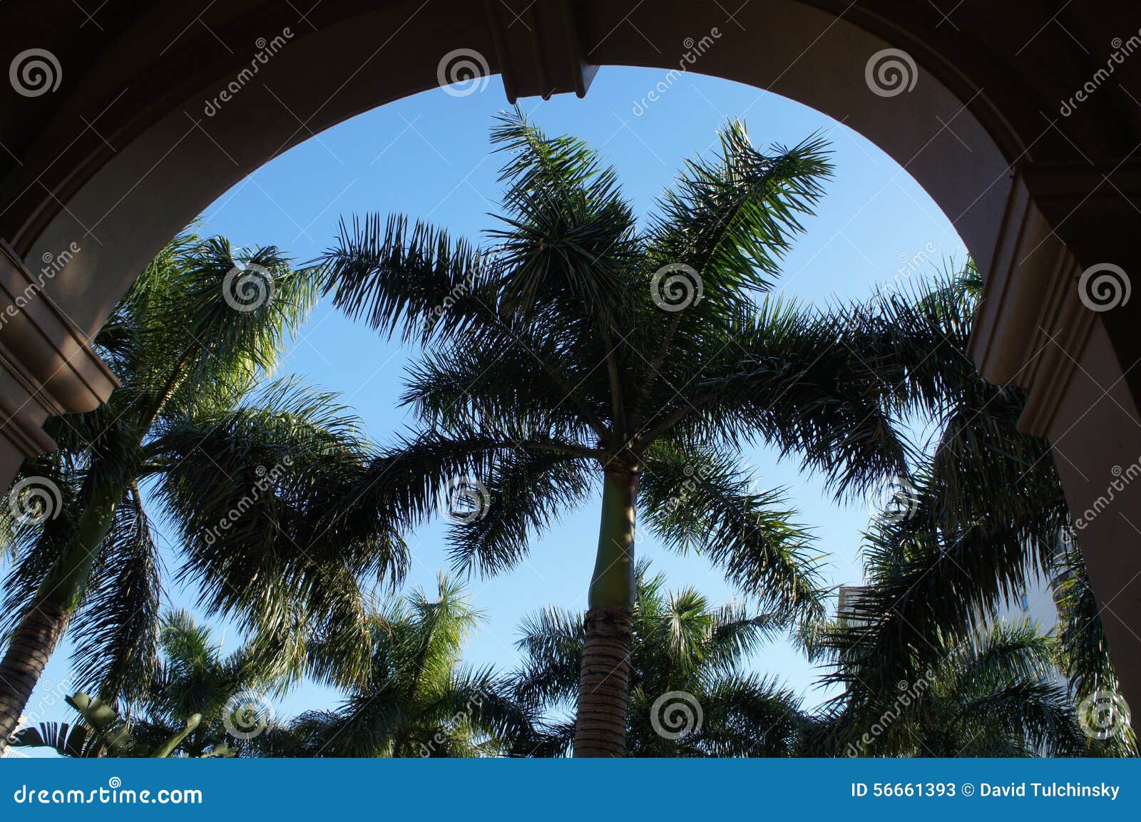 Palm Trees at Ritz-Carlton Naples Stock Image - Image of gulf, carlton ...