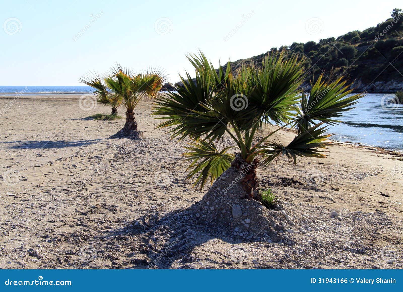 Palm trees stock photo. Image of beach, palm, water, coast - 31943166