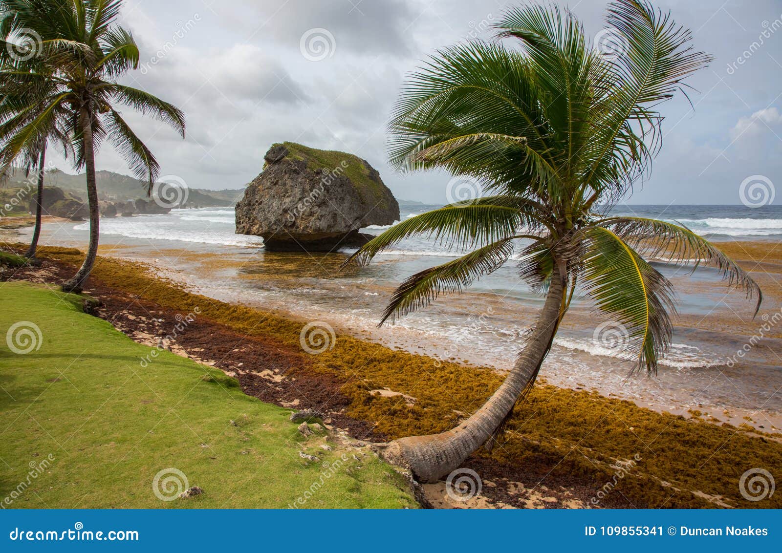 Palm Trees and Rock Formations at the Beach Stock Image - Image of blue ...