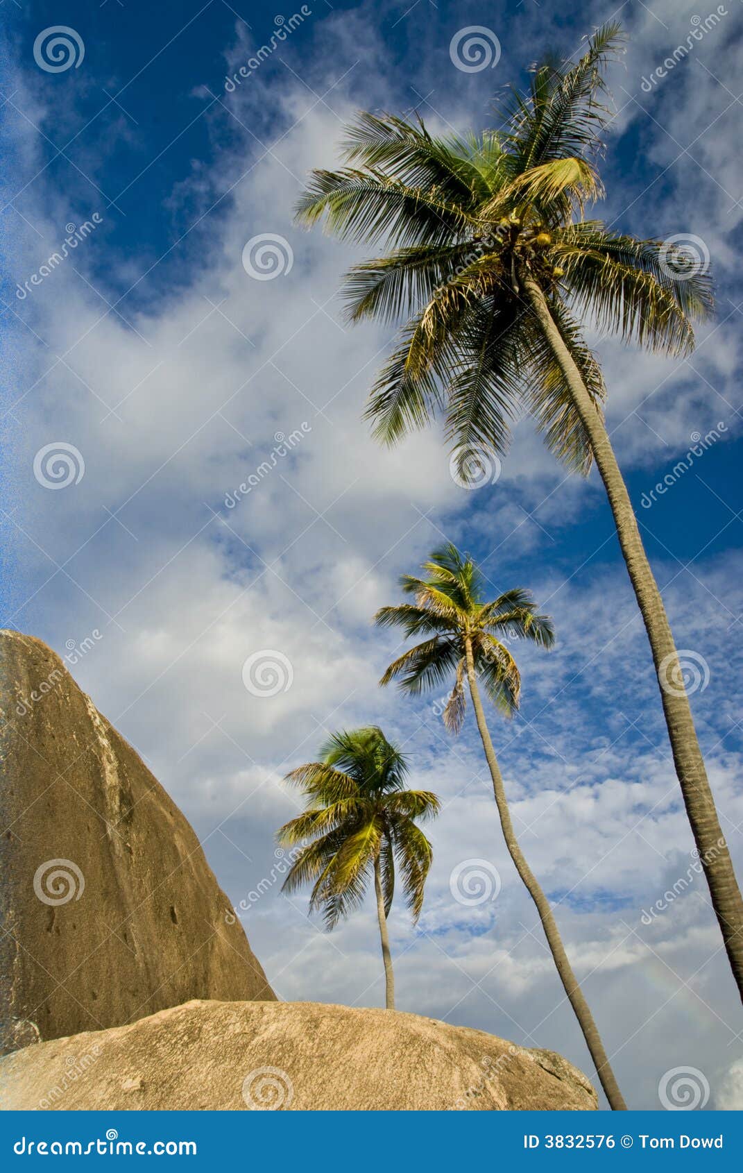 Palm Trees on the Rocks stock photo. Image of virgin, tropical - 3832576