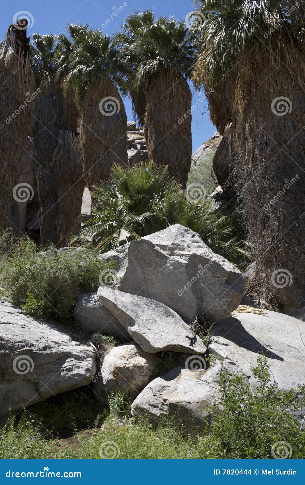 Palm trees and rocks stock photo. Image of rugged, rocky - 7820444