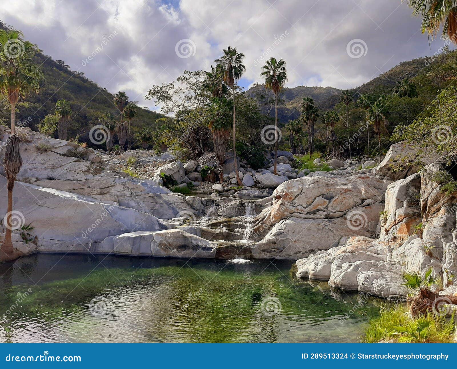 Palm Trees with Rolling Rocks and Water Flowing through Stock Photo ...