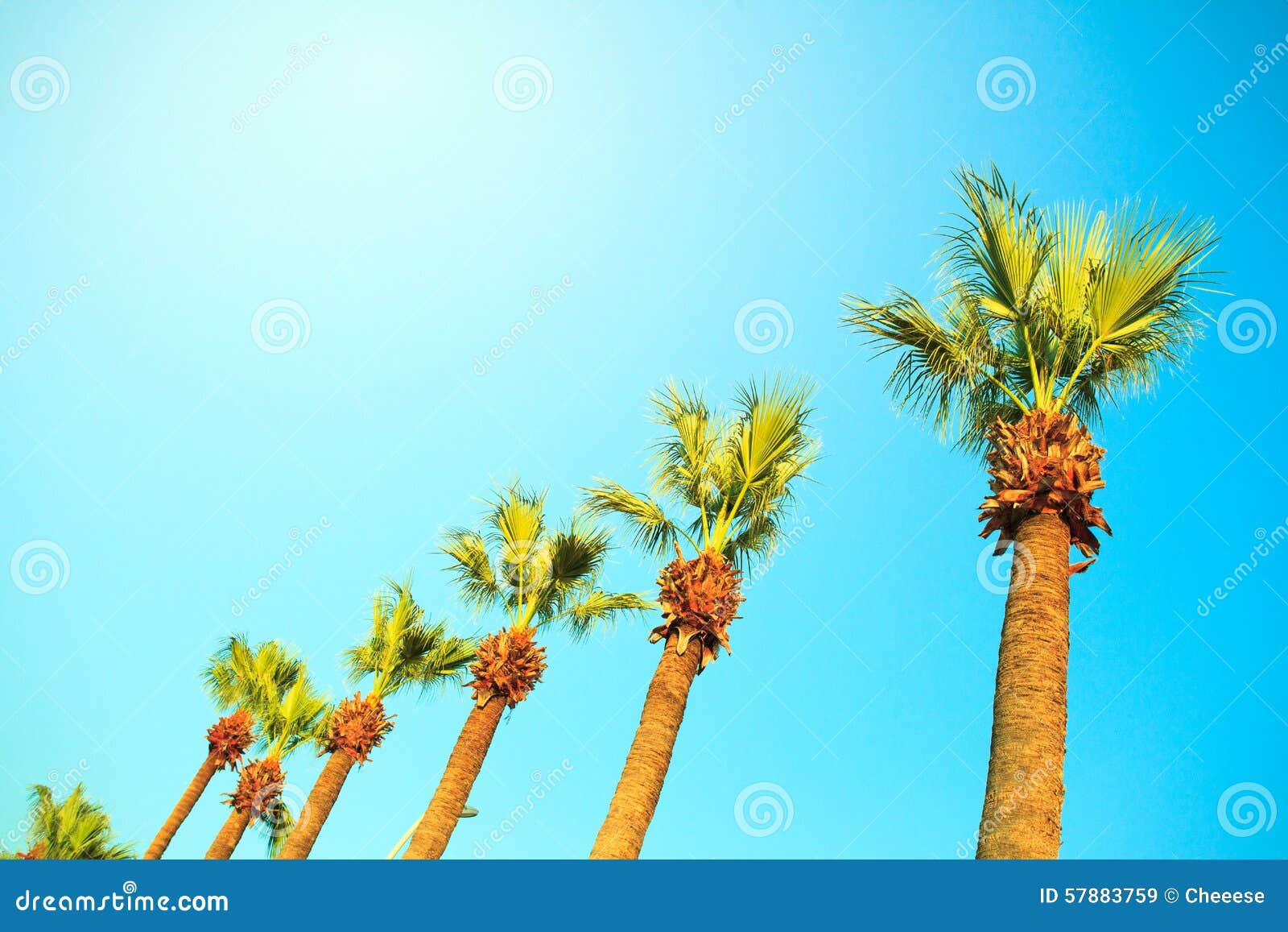 Palm trees in a row stock image. Image of coast, plant - 57883759