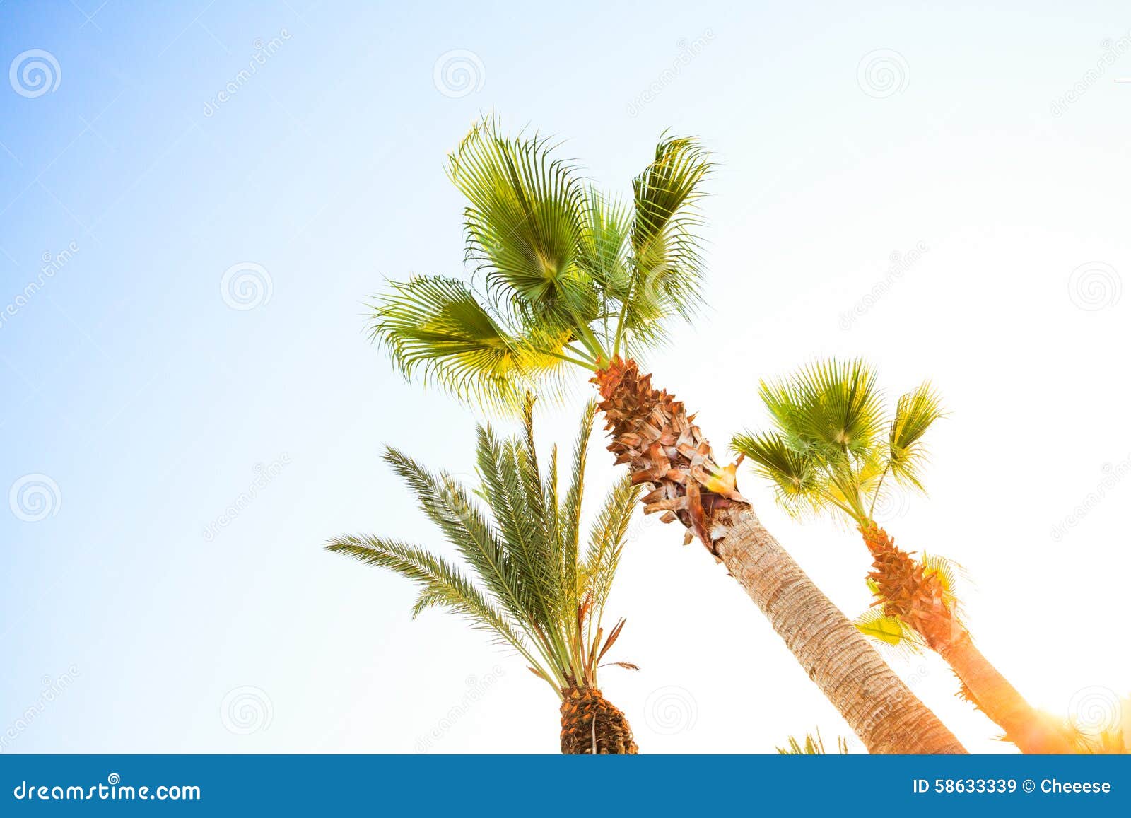 Palm trees in a row stock image. Image of outdoor, landscape - 58633339