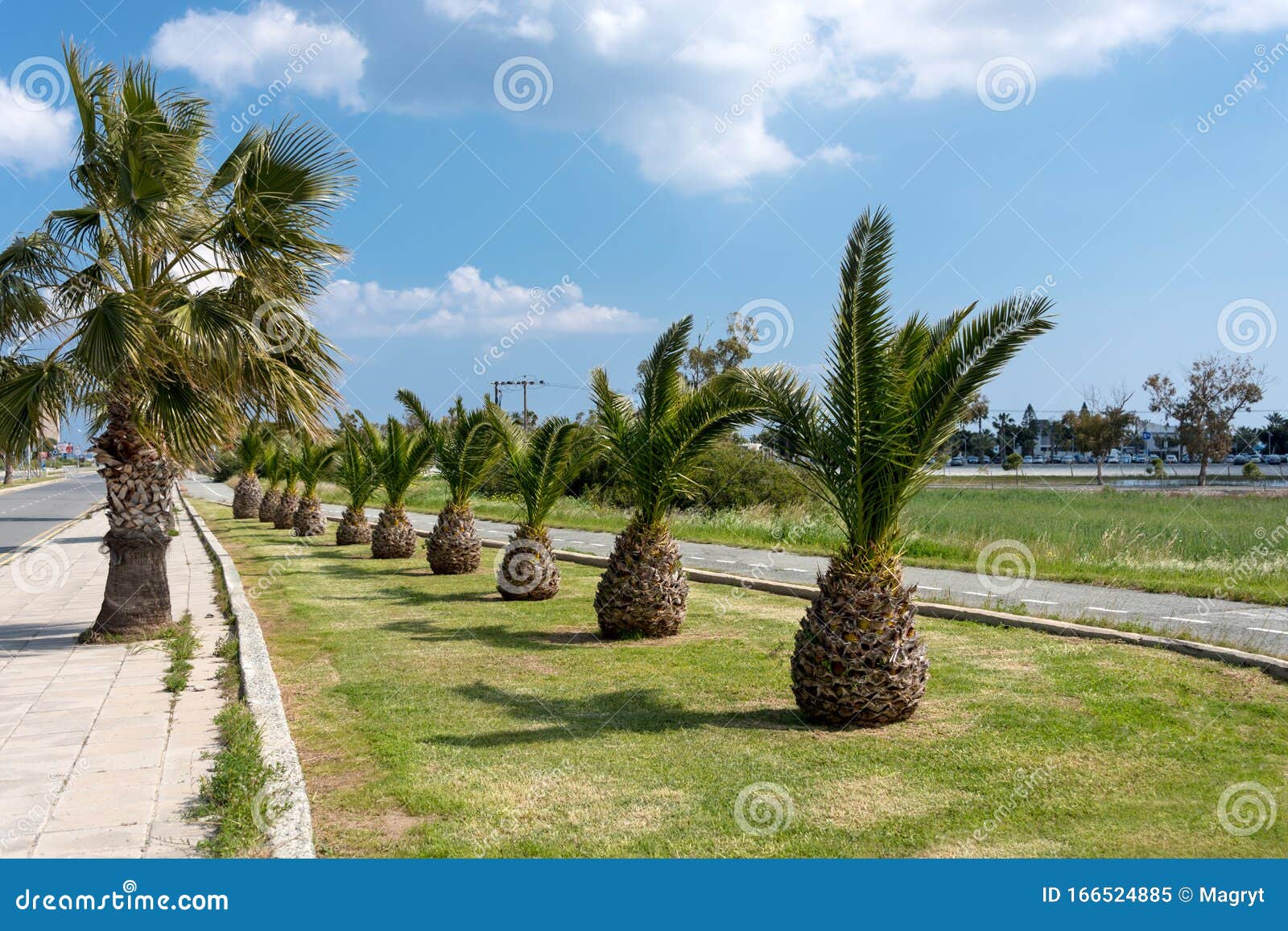 Palm Trees in Row Along the Road. Larnaca Stock Image - Image of invite ...