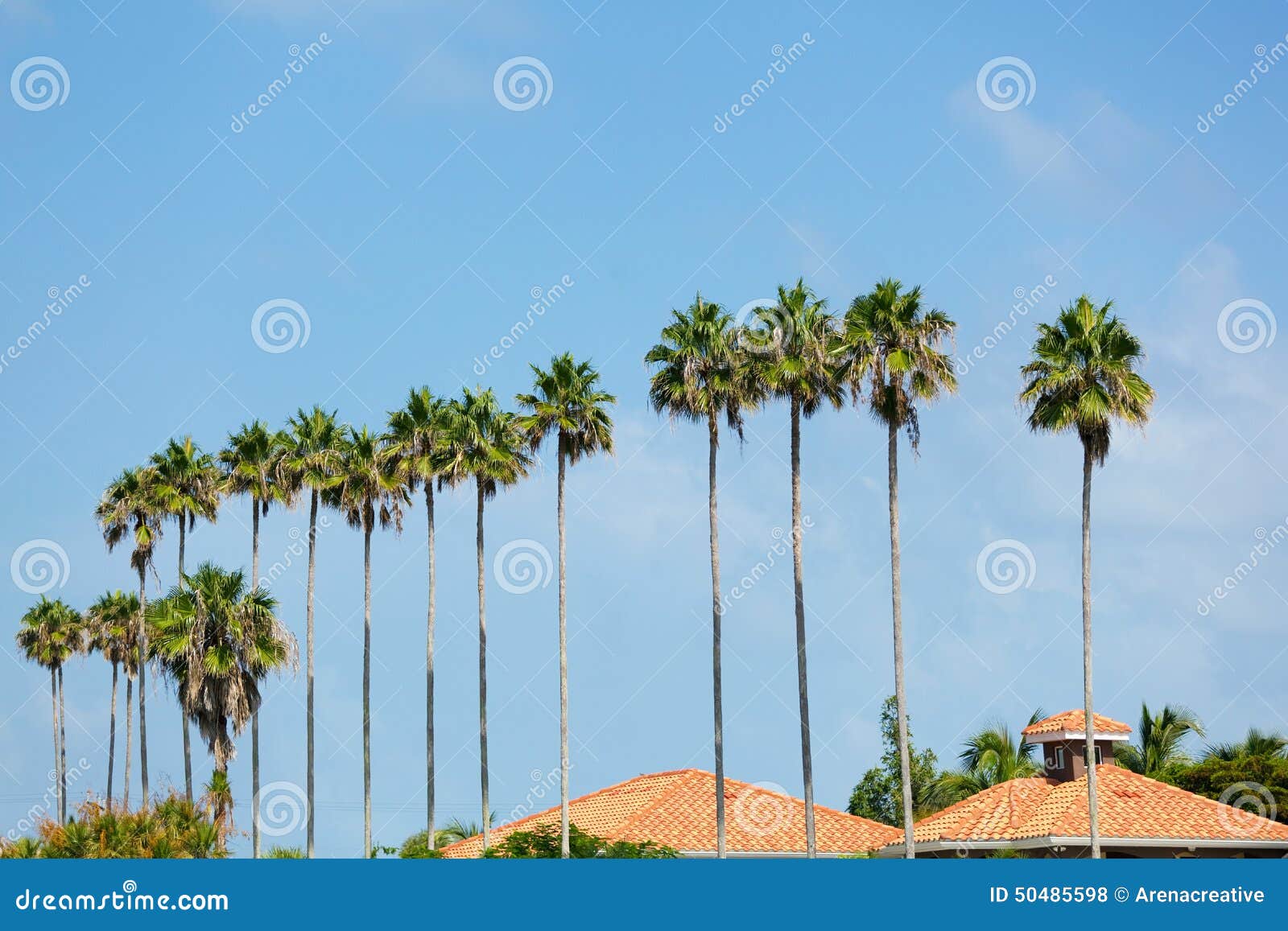 Palm Trees Row stock photo. Image of summertime, beach - 50485598