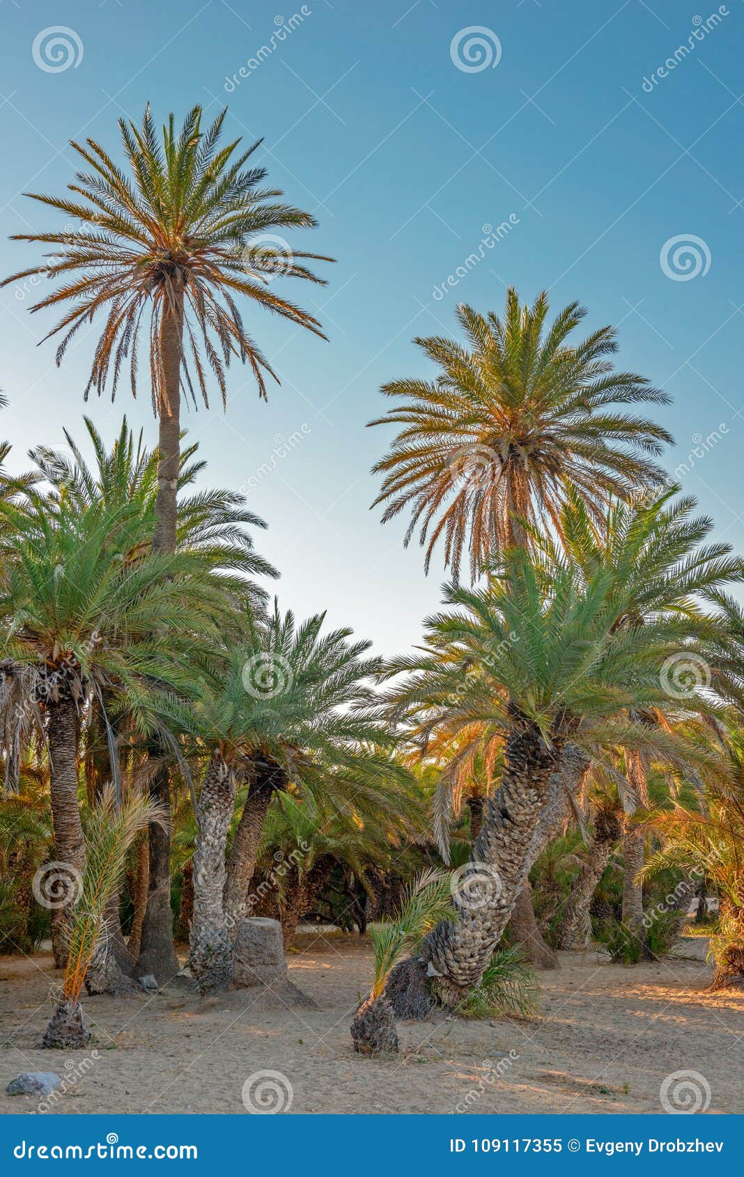 Palm trees on sand beach stock image. Image of blue - 109117355