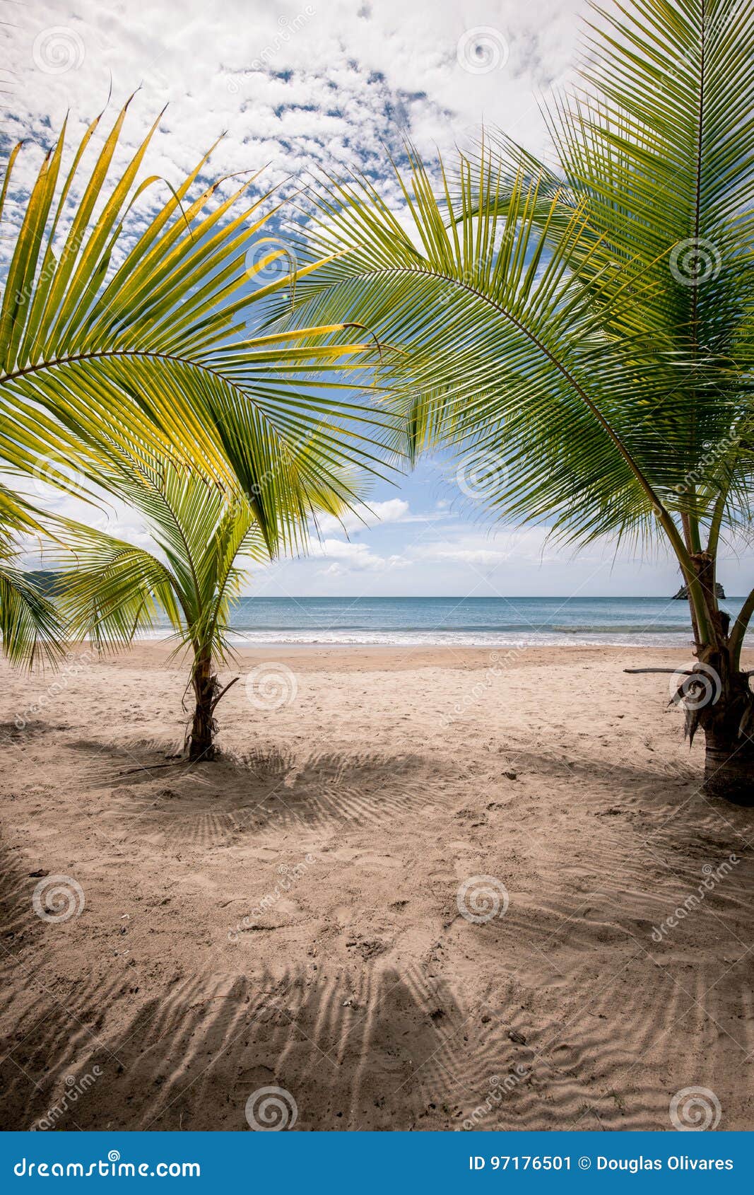 Palm Trees & Sand stock image. Image of ocean, green - 97176501