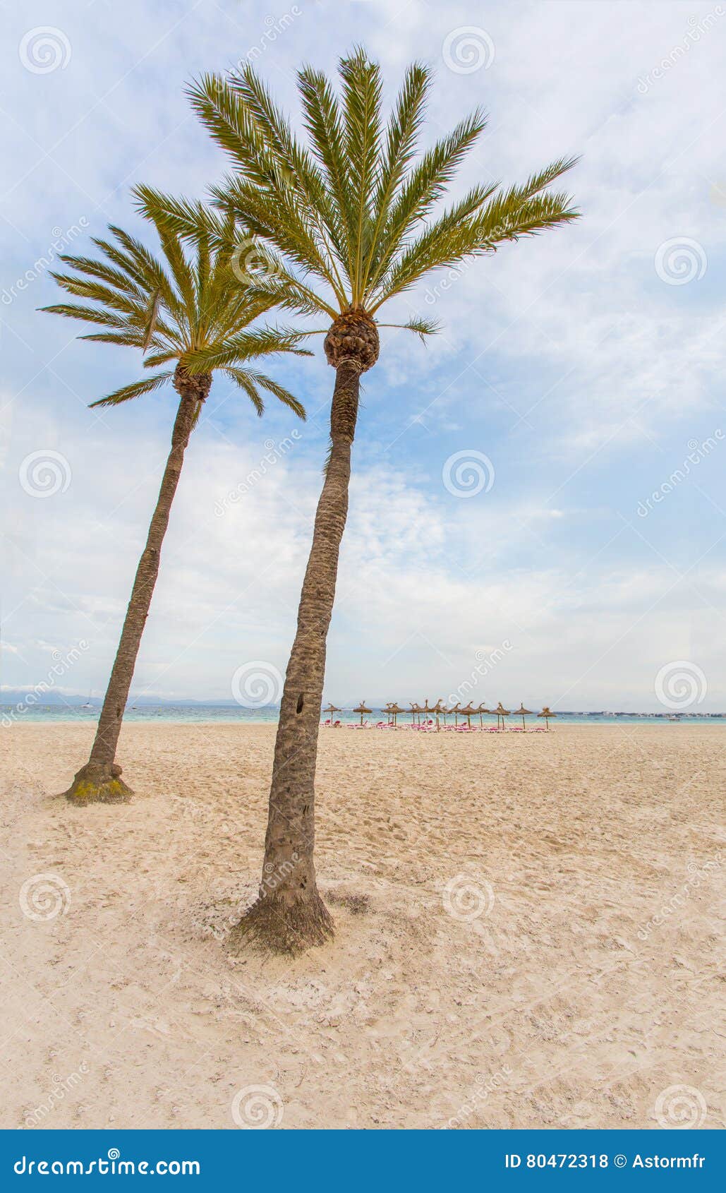 Palm trees on a sand beach stock photo. Image of landscape - 80472318