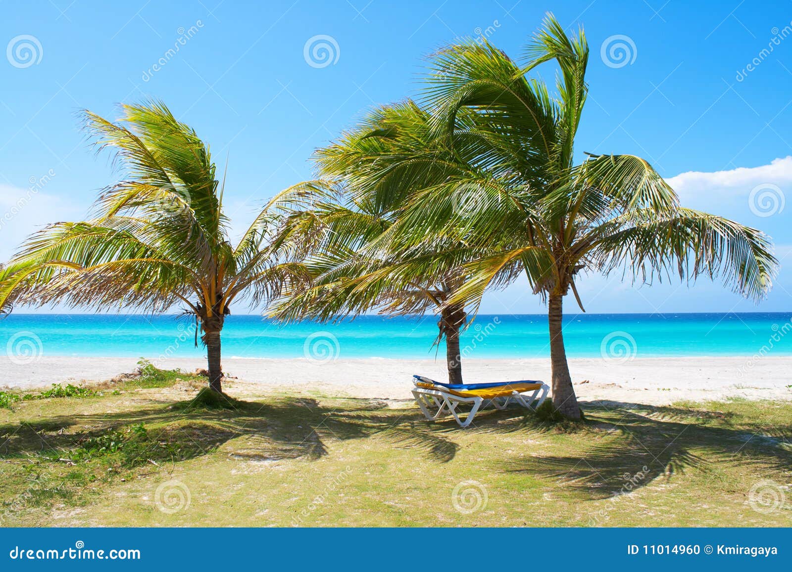 Palm Trees in a Sandy Beach Stock Photo - Image of nature, resort: 11014960