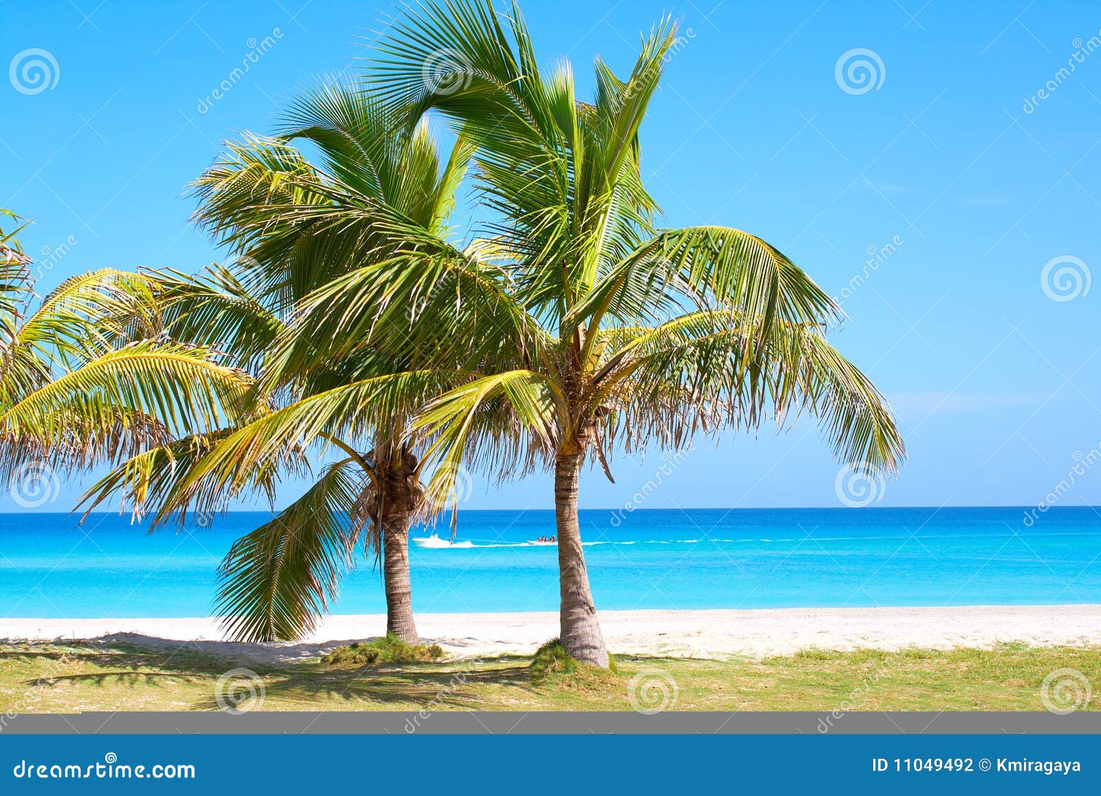 Palm Trees in a Sandy Beach Stock Photo - Image of sand, paradise: 11049492