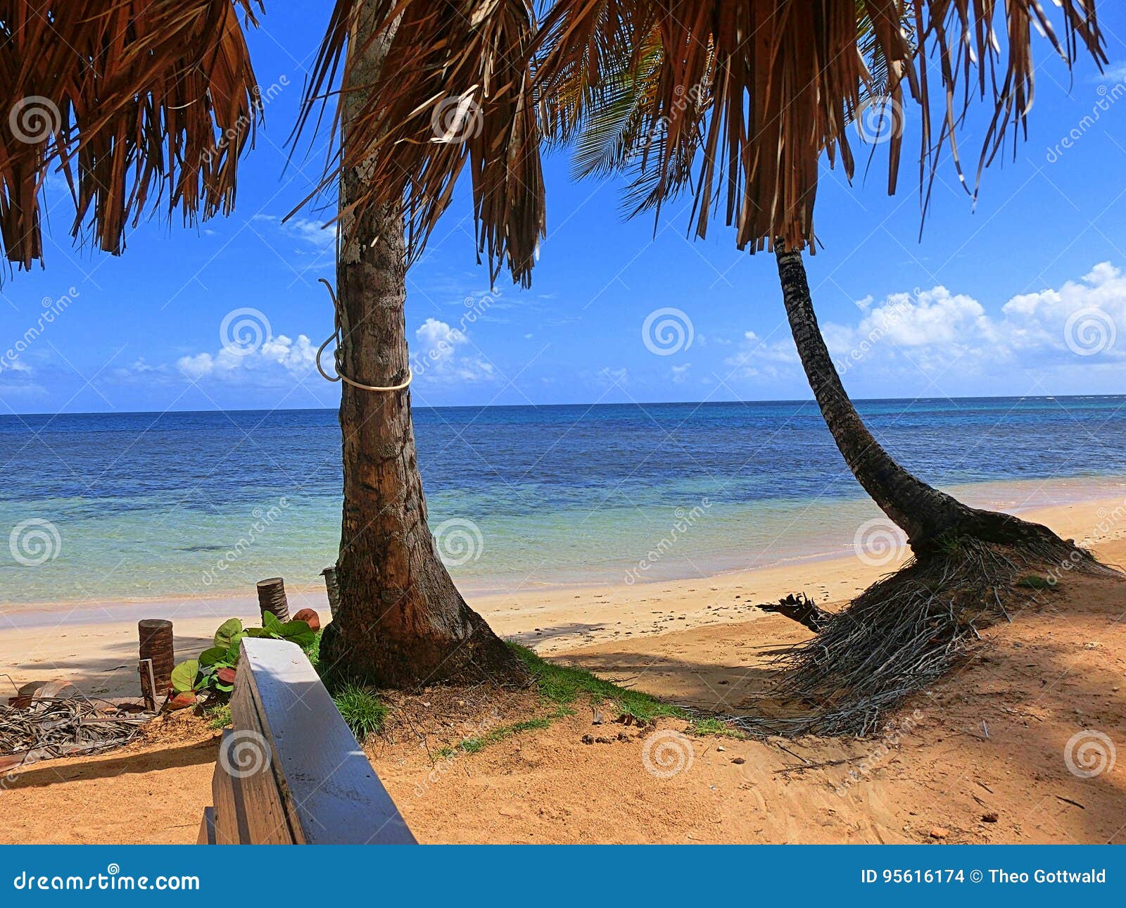 Palm trees on sandy beach stock photo. Image of beach - 95616174