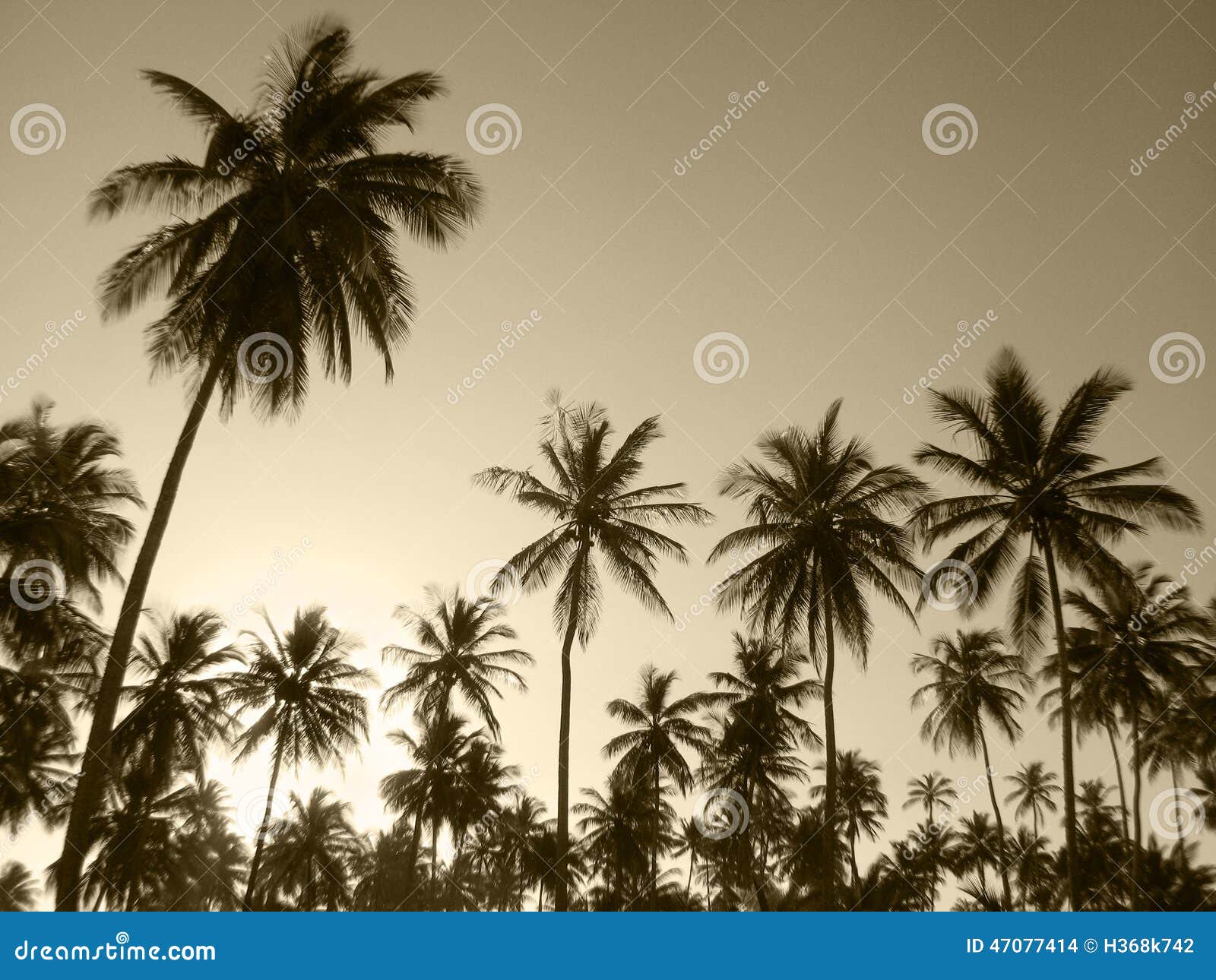 Palm Trees in Sepia Tone. Brazil Stock Photo - Image of plants ...