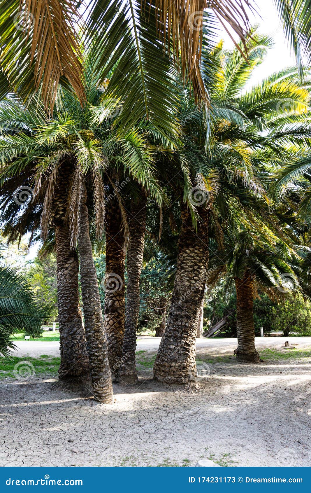 Palm trees set stock image. Image of plant, palm, park - 174231173