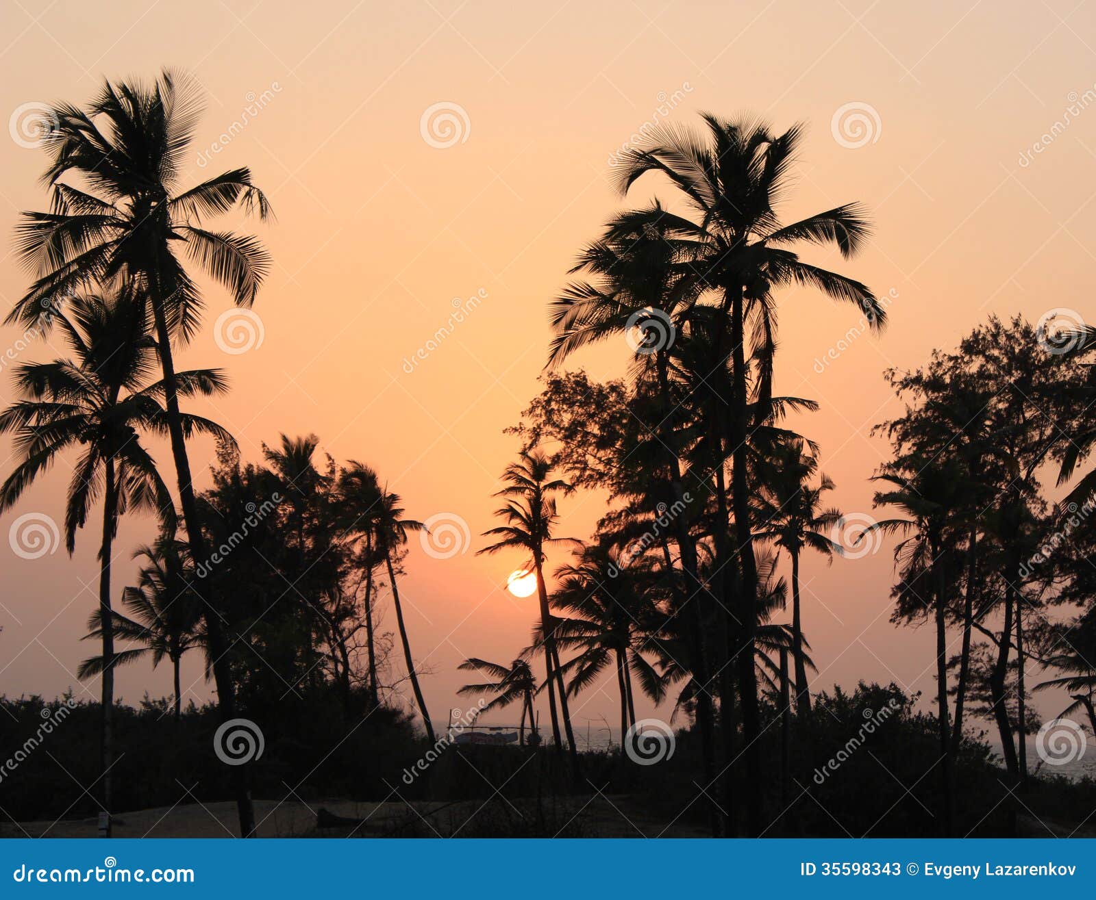 Palm Trees Shadows at Sunset Stock Image - Image of tree, arambol: 35598343