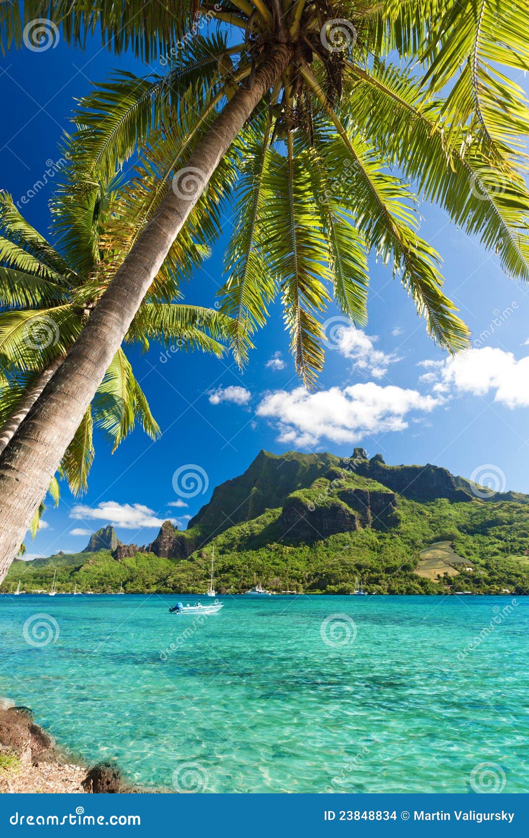 Palm Trees on Shoreline of Ocean at Moorea Stock Photo - Image of ...