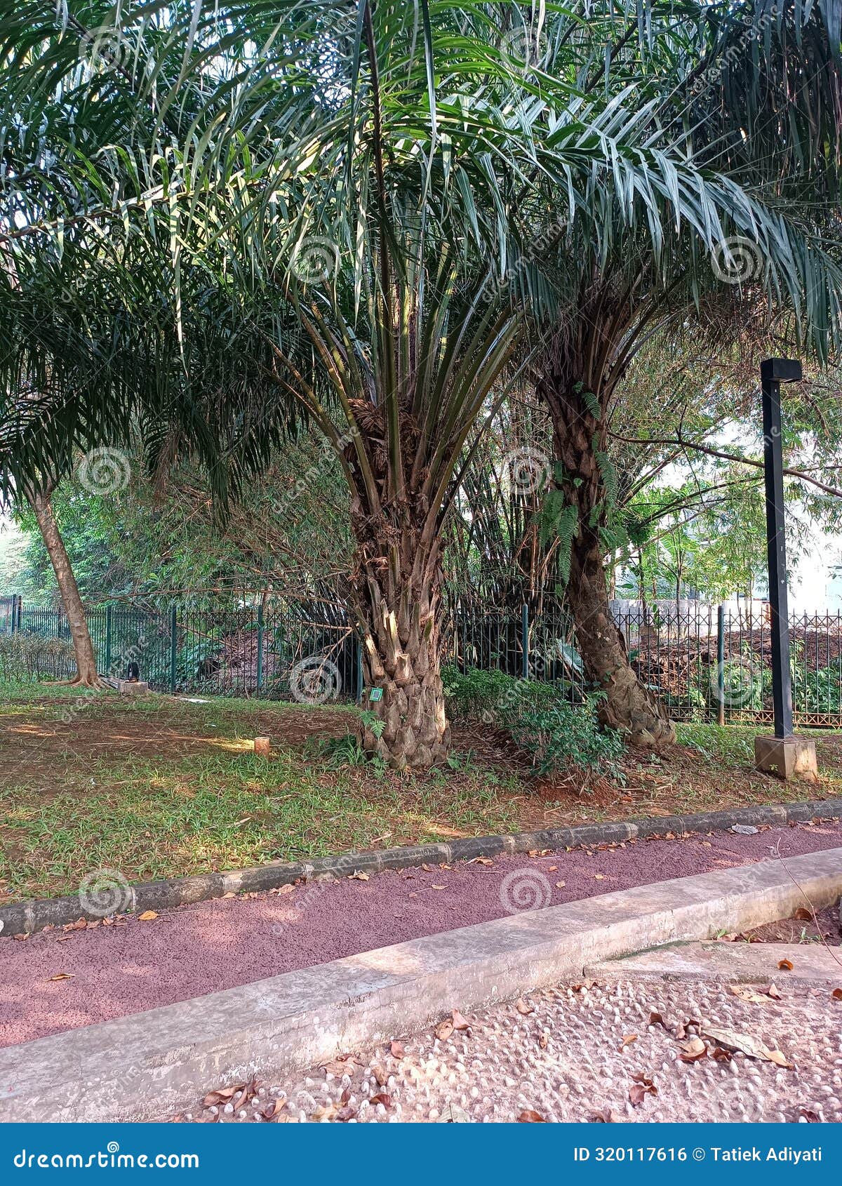 Palm Trees on the Side of the Road Stock Photo - Image of nature, green ...