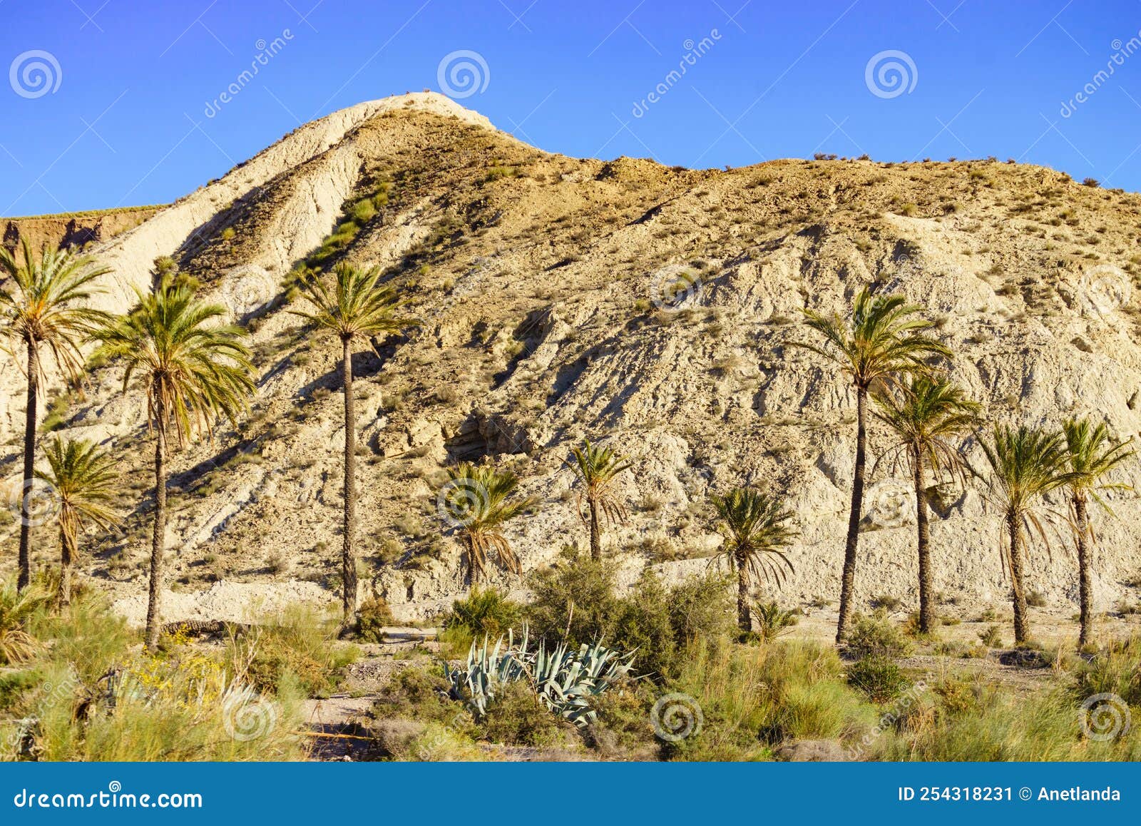 Palm Trees in Sierra Alhamilla Mountains, Spain Stock Image - Image of ...