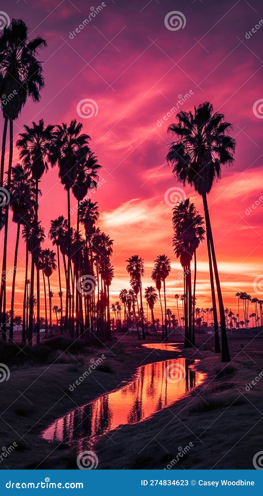 Palm Trees Silhouette. Clump of Palms at Sunset in the Tropics Stock ...