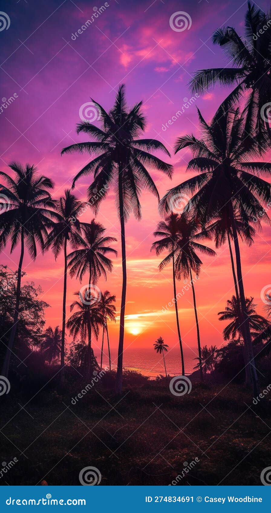 Palm Trees Silhouette. Clump of Palms at Sunset in the Tropics Stock ...