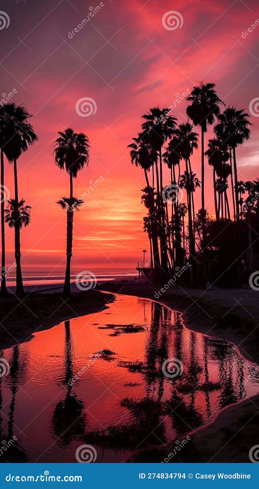 Palm Trees Silhouette. Clump of Palms at Sunset in the Tropics Stock ...