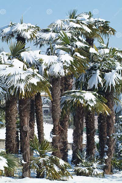 Palm trees with snow on it stock photo. Image of ecosystem - 24200032