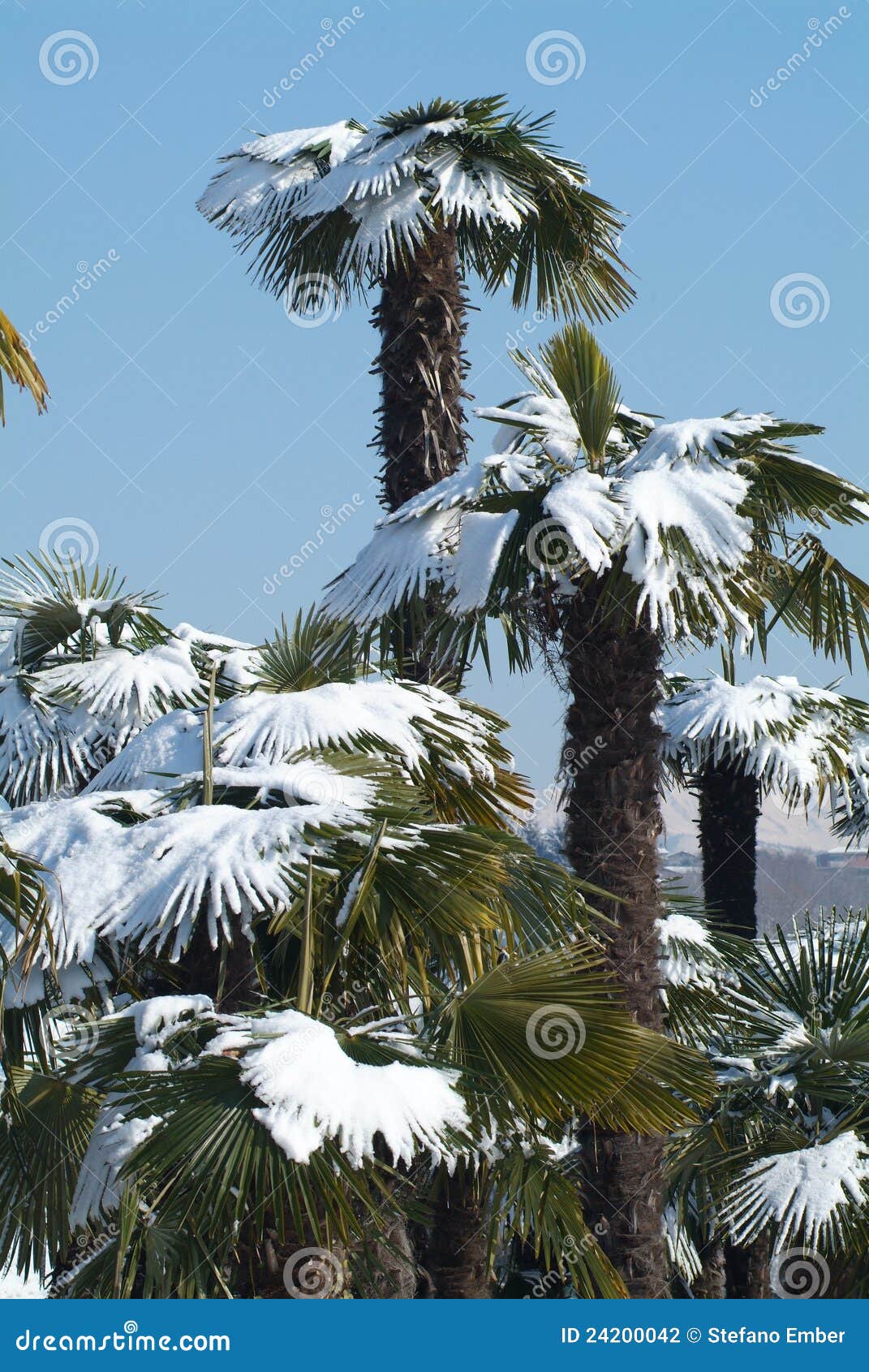 Palm trees with snow on it stock photo. Image of alps - 24200042