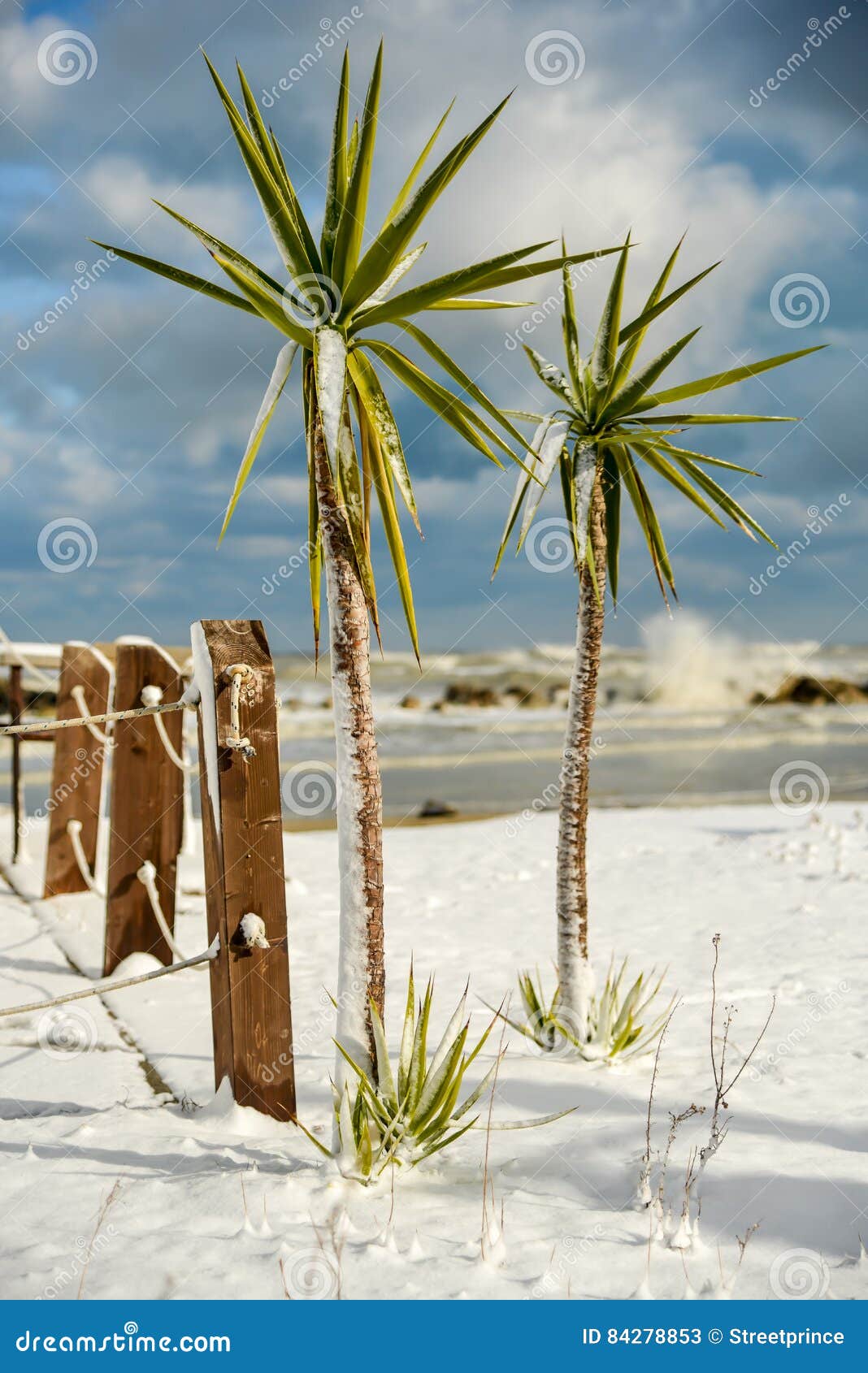 Palm trees in the snow stock image. Image of light, carpathian - 84278853