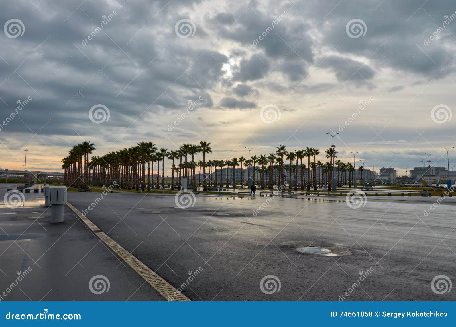 Palm Trees in the Sochi Olympic Park Stock Photo - Image of olympiad ...