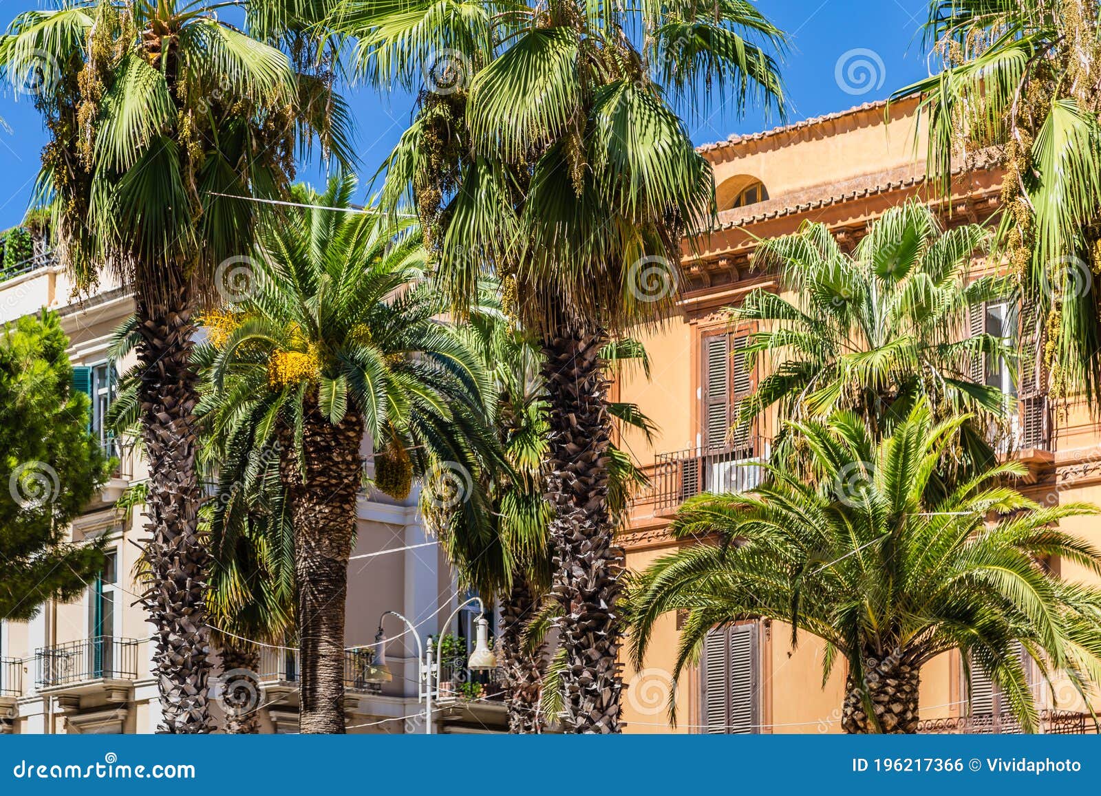 Palm Trees in Southern Italy Stock Photo - Image of green, balconies ...