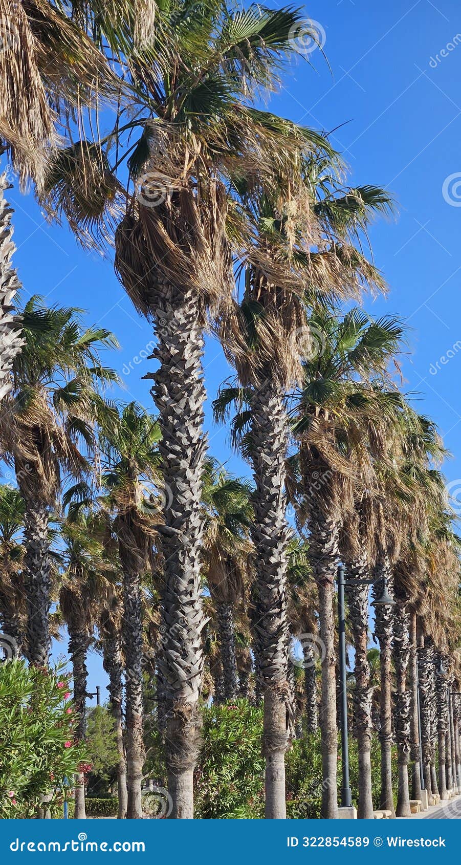 Palm trees in Spain beach stock image. Image of scenic - 322854589