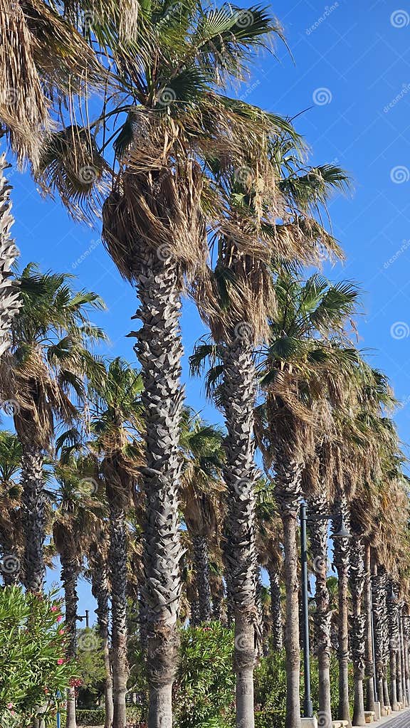 Palm trees in Spain beach stock image. Image of scenic - 322854589
