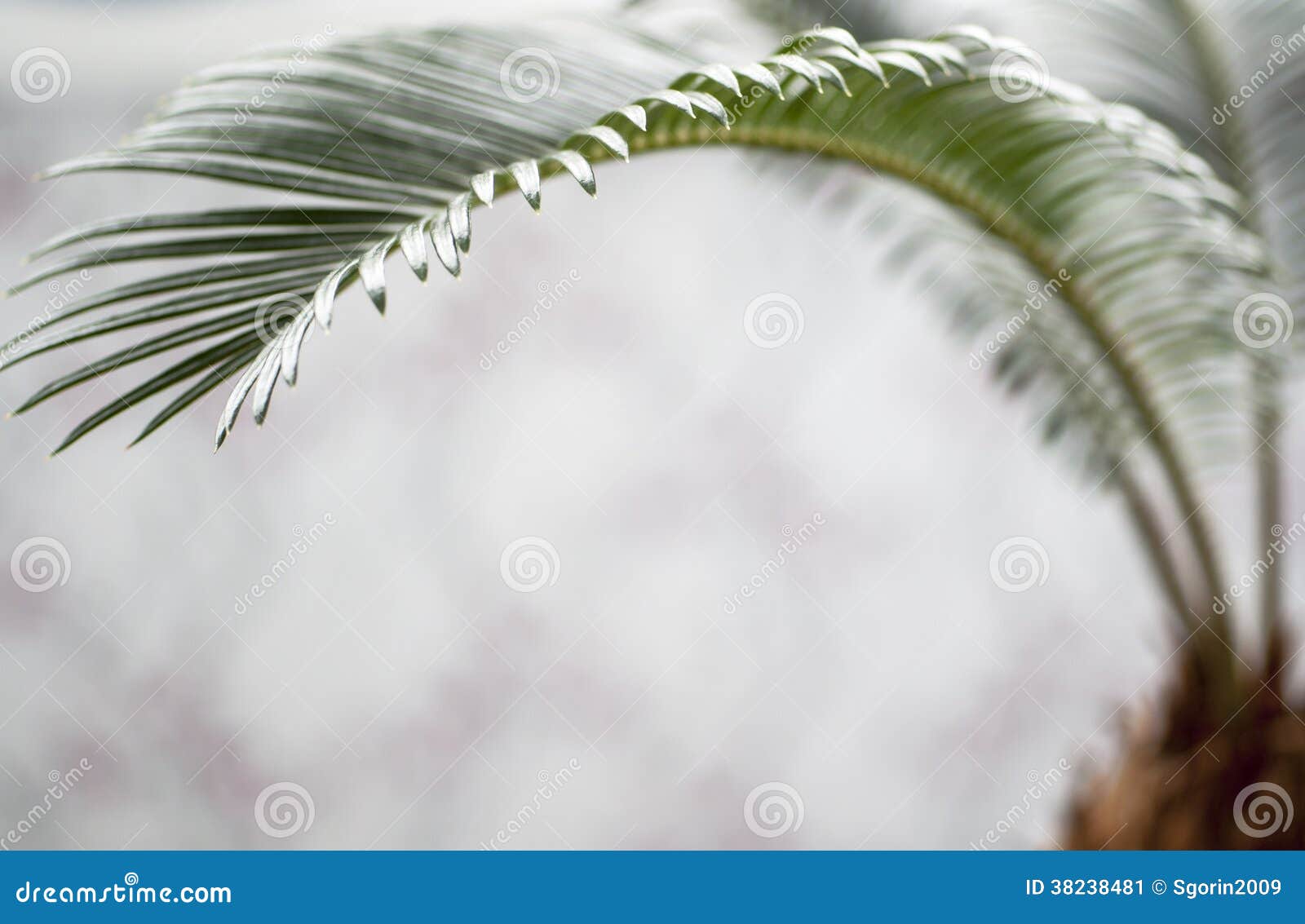 Palm trees sprout stock image. Image of fertility, fertile - 38238481