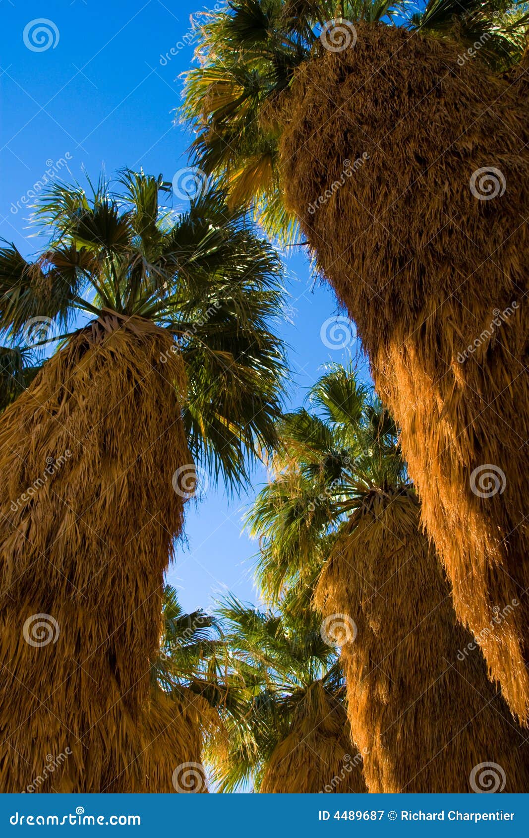 Palm trees stand stock image. Image of warm, palm, palms - 4489687