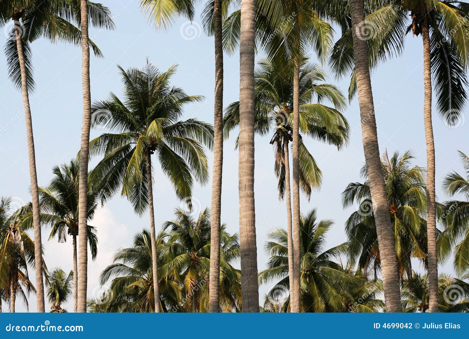 Palm trees stand stock photo. Image of nature, leaves - 4699042