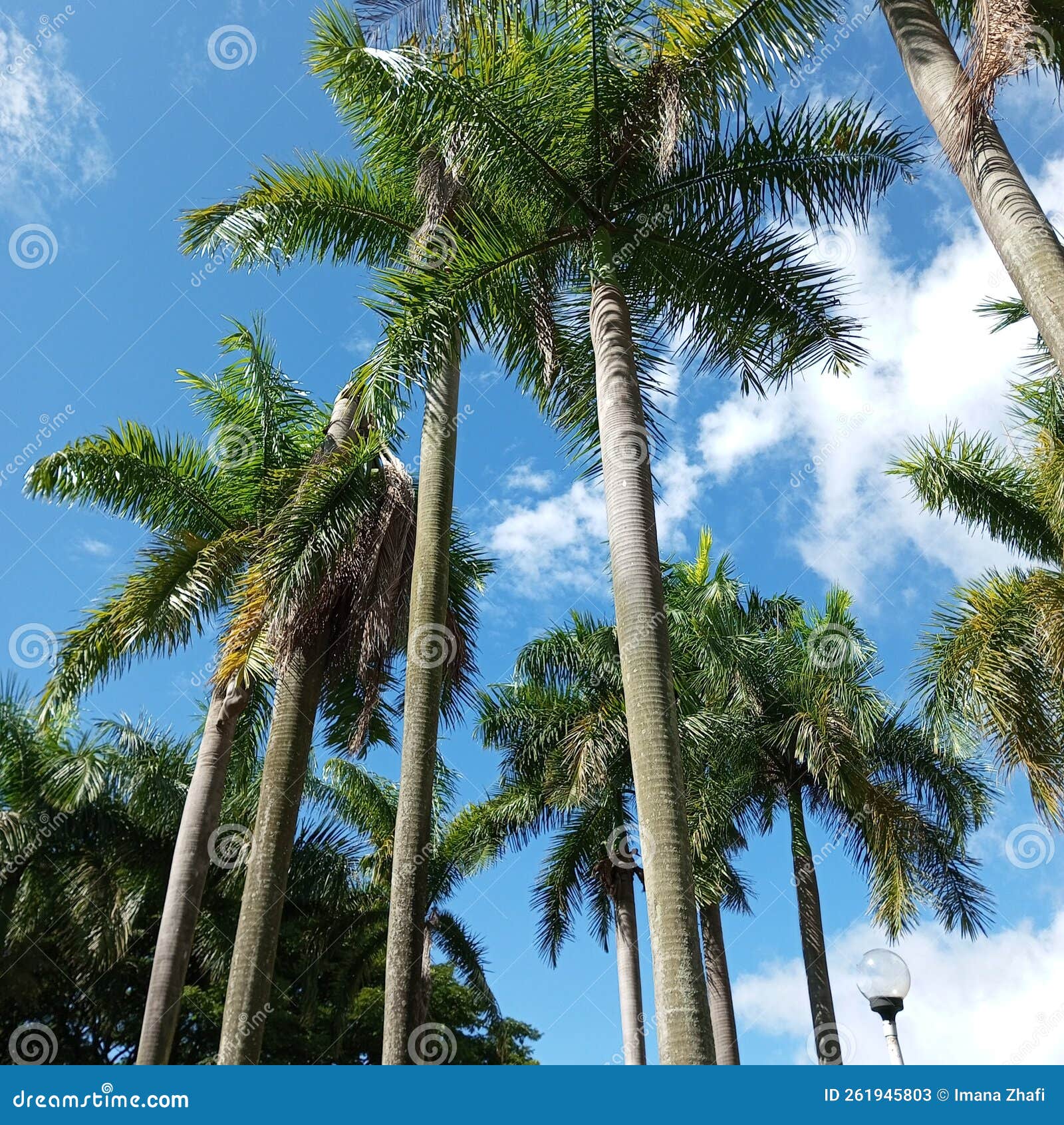 The Palm Trees Stand Up at the Monday Morning Stock Image - Image of ...