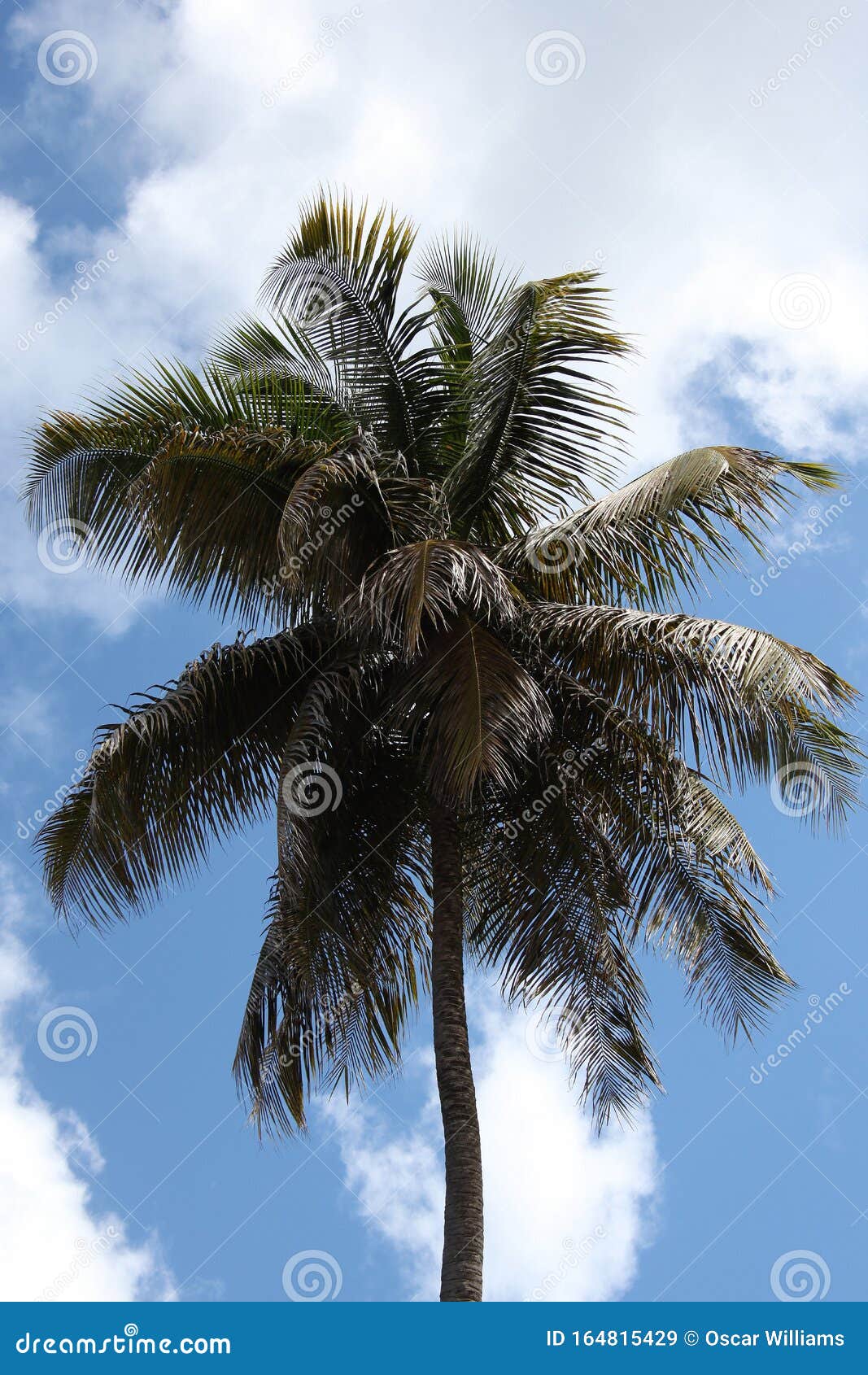 Palm Trees in Nature Outdoors. Stock Image - Image of flora, paradise ...
