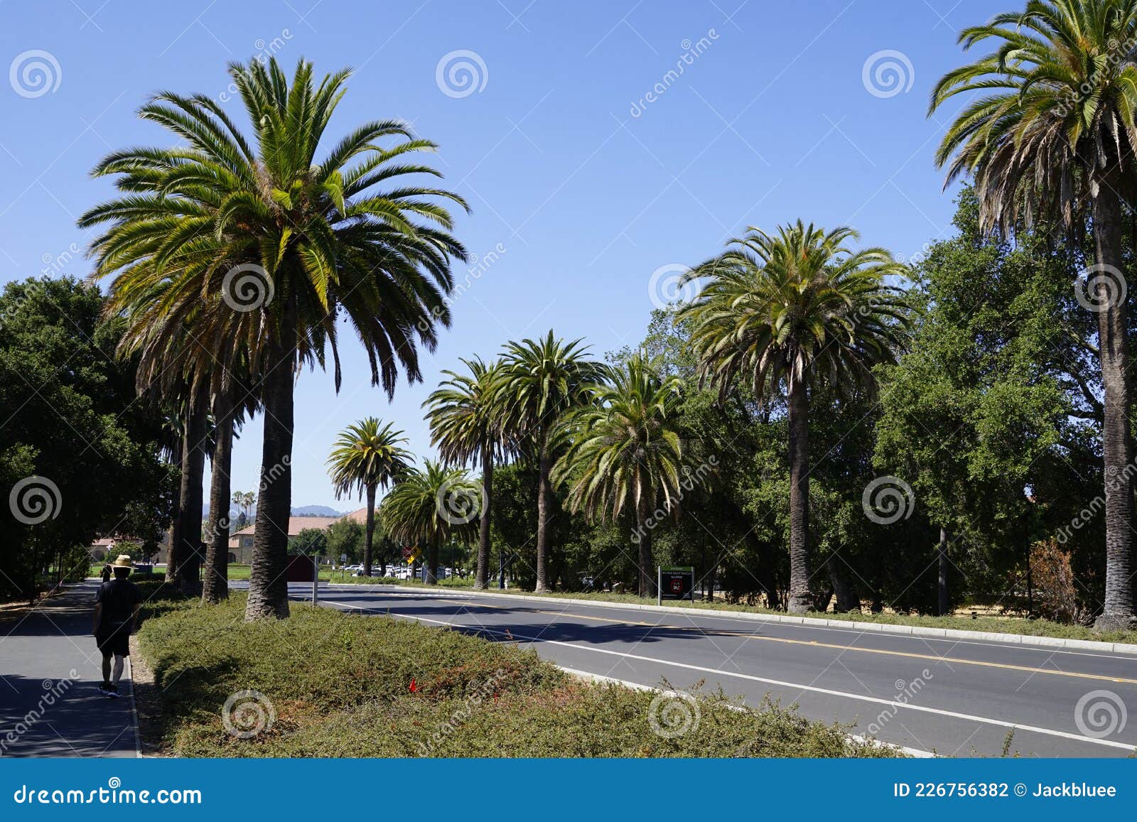 Palm Trees Stanford University Campus Stock Photo - Image of fence ...